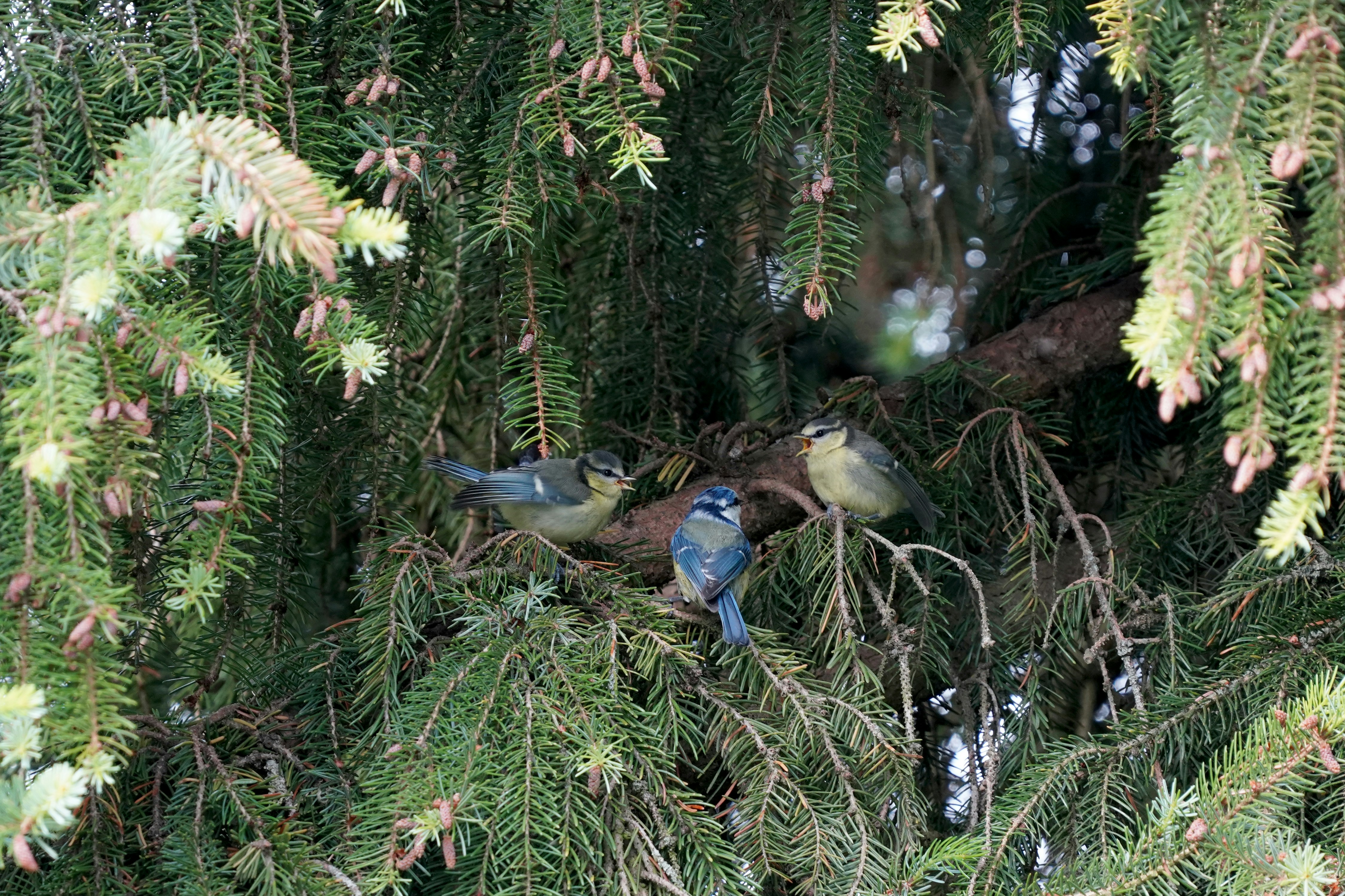 Azure Blue Bird in a Pine Bower: a Quiet Trio