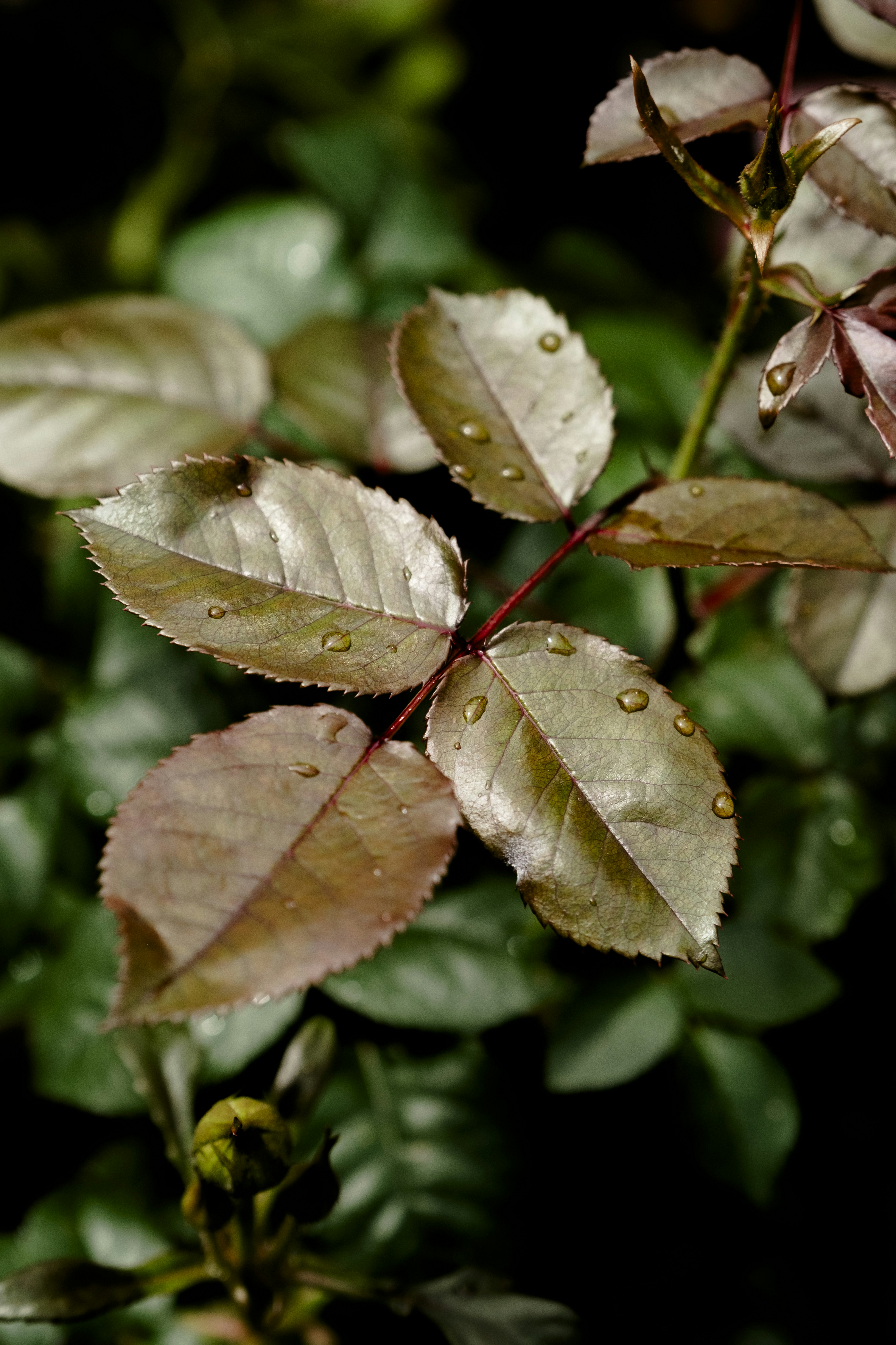 Dew-Kissed Crimson Veins: Close-Up on a Red-Stem Leaf Cluster