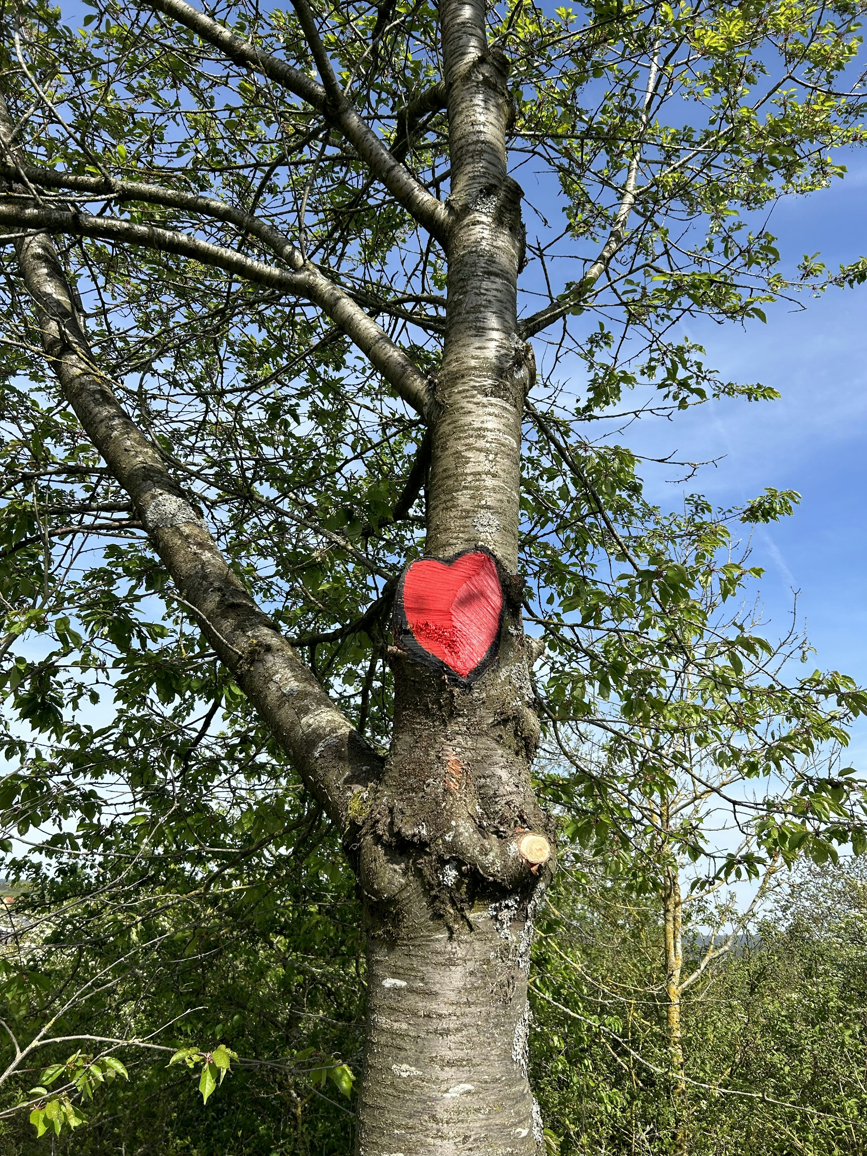Heart Carved on Birch: A Bold Red Emblem Anchored in Bark Against a Blue Sky