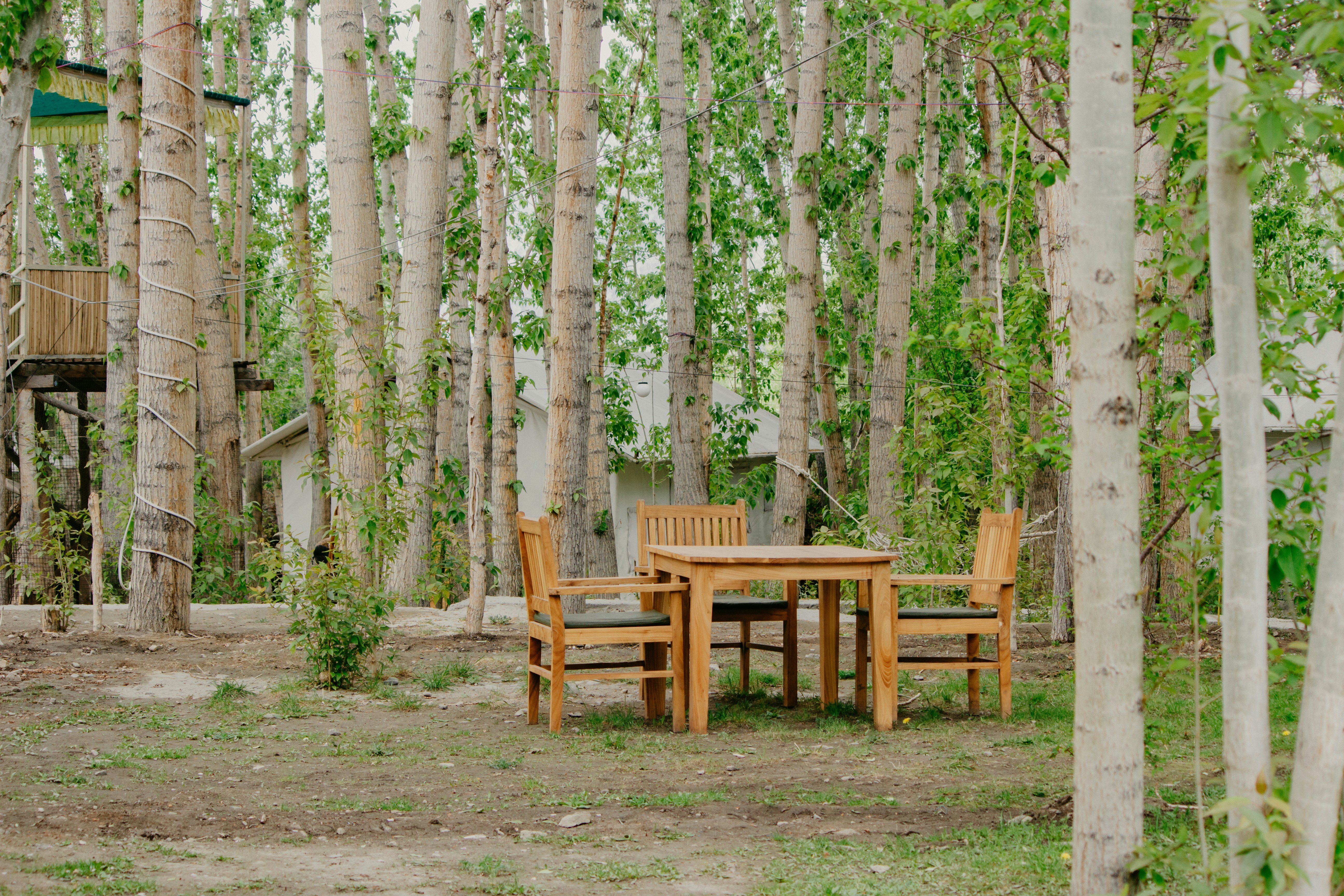 Table for Four in a Pine Grove: Sunlit Calm Among White-Barked Trunks