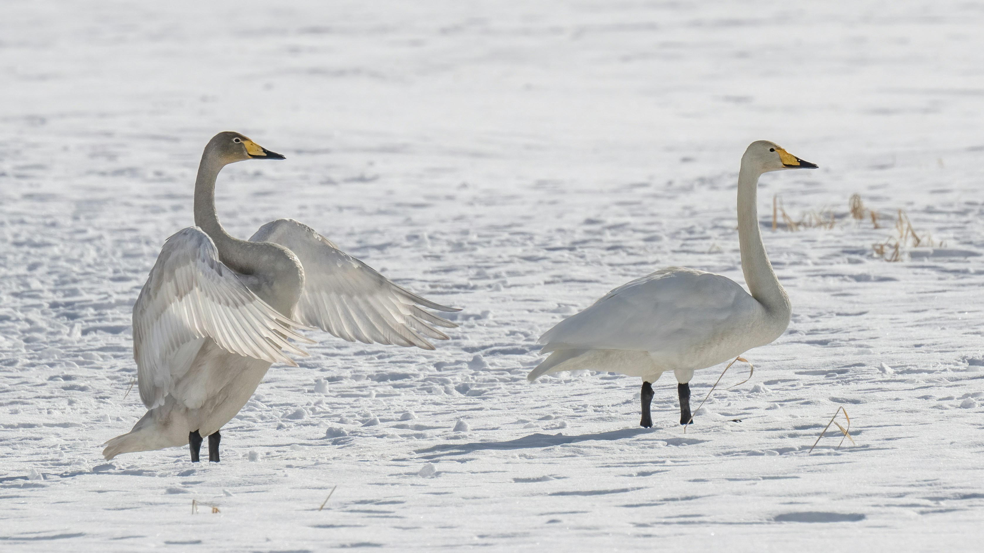 Snowbound Wingbeat: The Left Swan Unfurls Against Winter Light