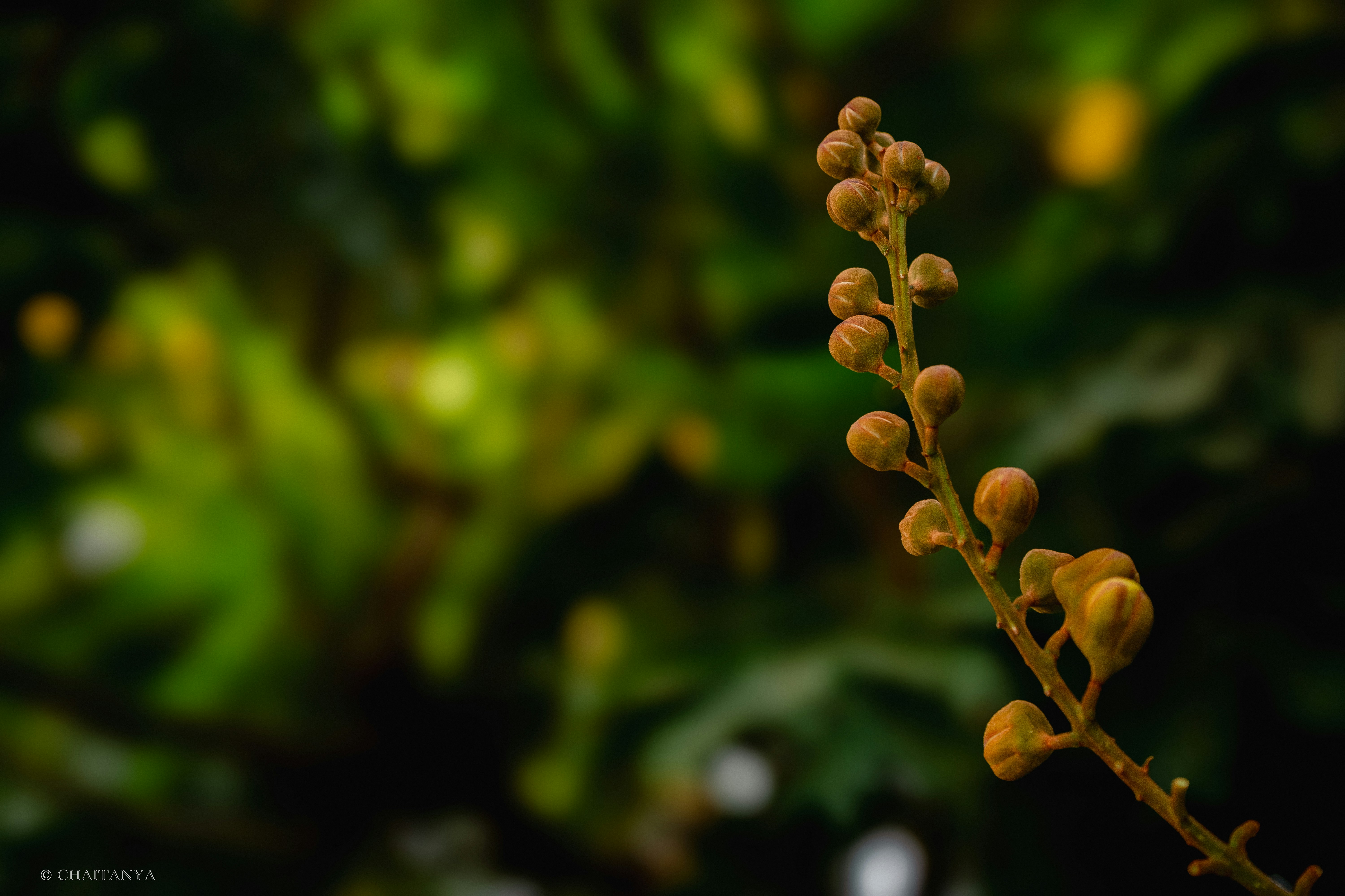 Golden Buds Against Verdant Canvas