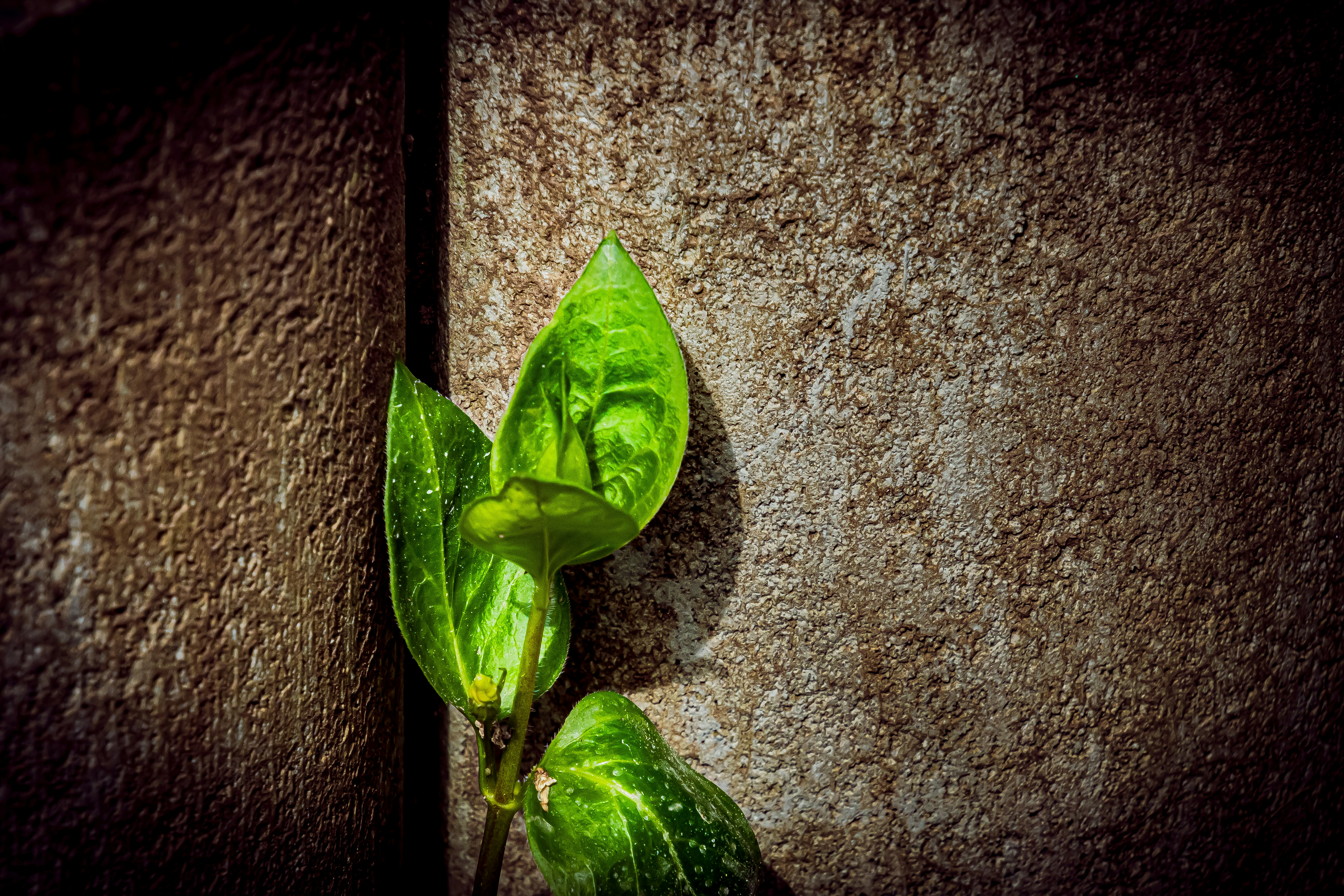 Emergence in Rust: A Green Sprout Breaches a Weathered Gap