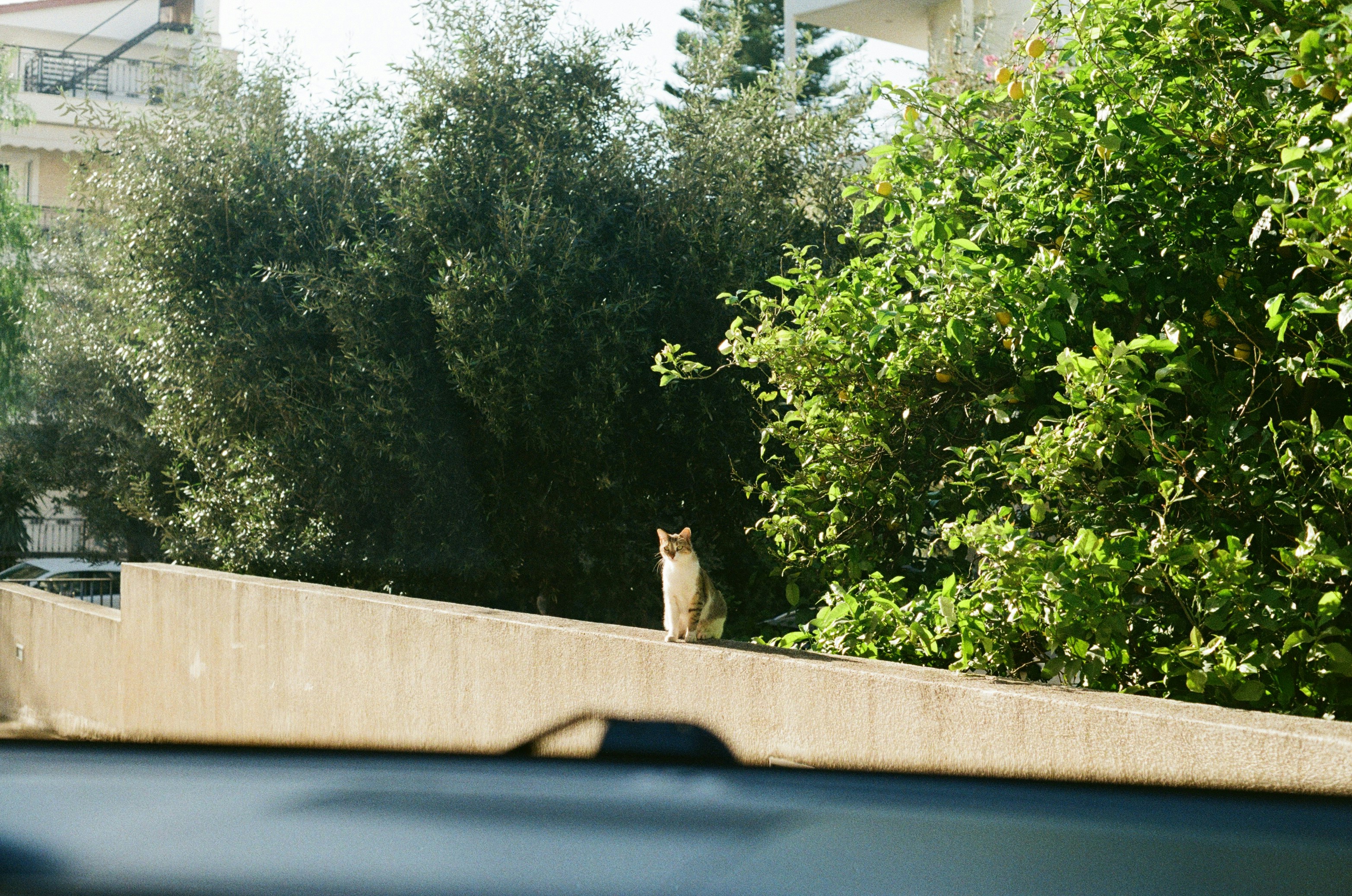 Sunlit cat on a concrete ledge framed by lush greenery