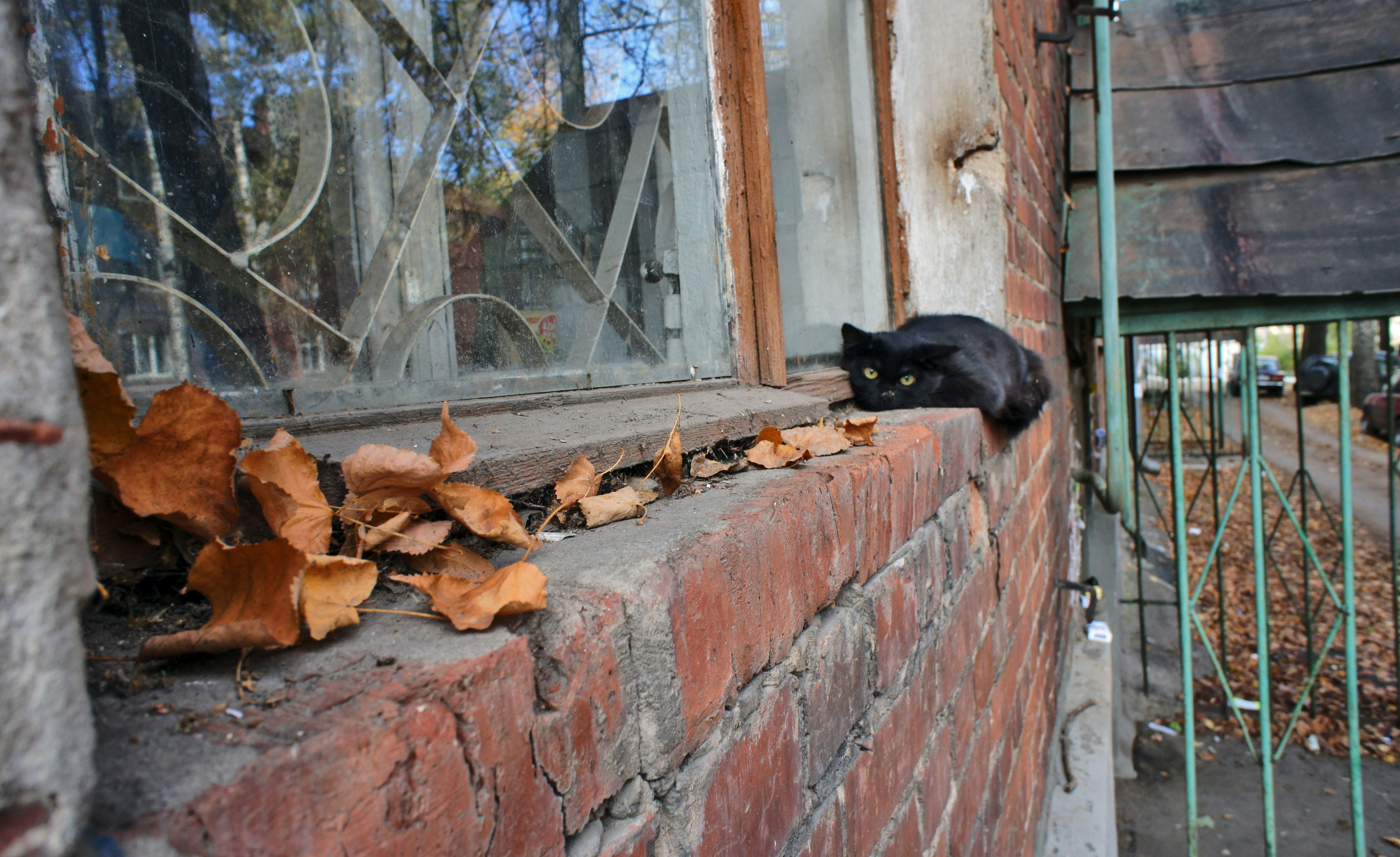 Autumn Vigil on a Brick Window Sill: Black Cat at the Edge