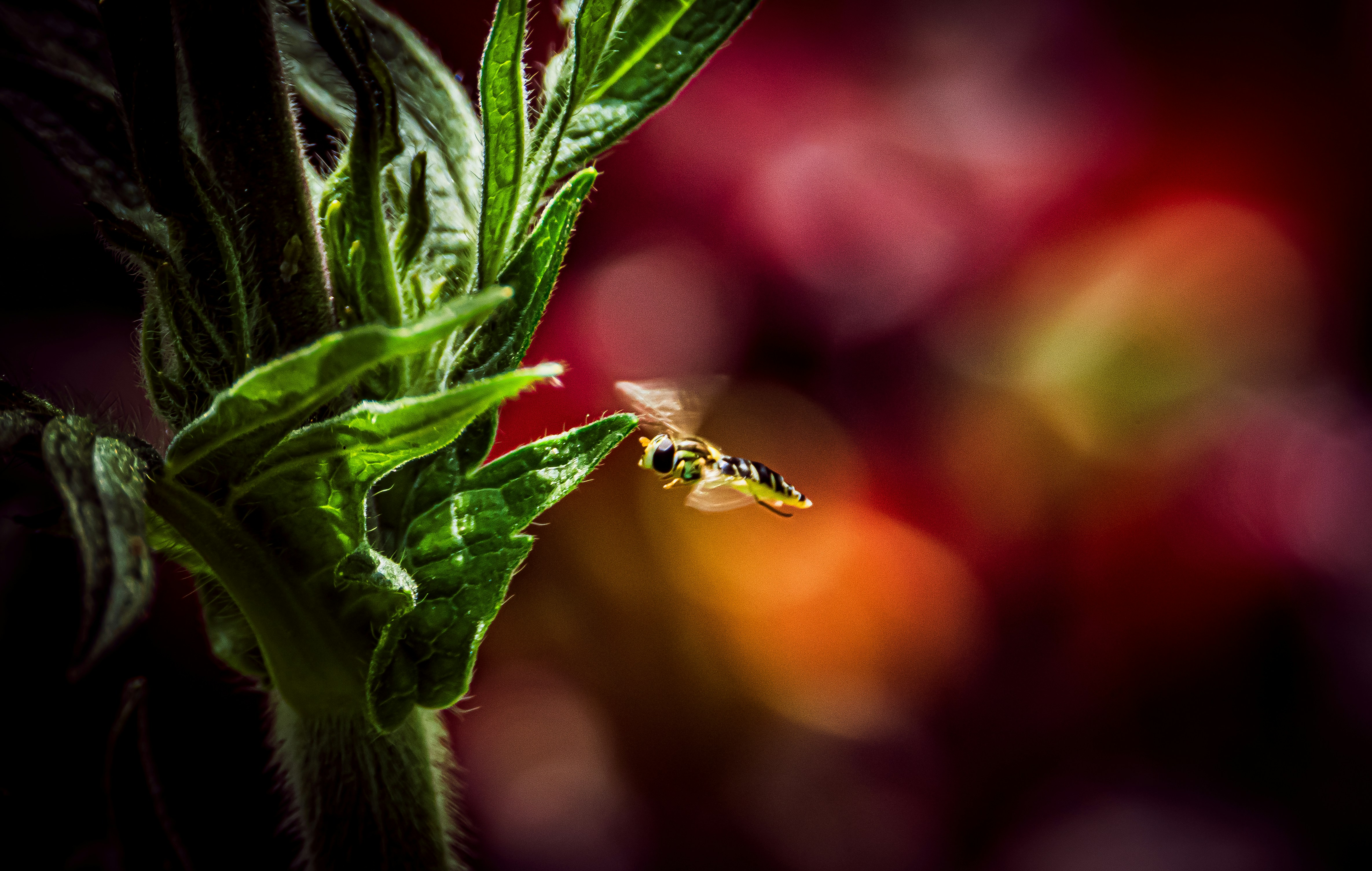 Hovering Encounter: a tiny pollinator in a vivid garden spotlight