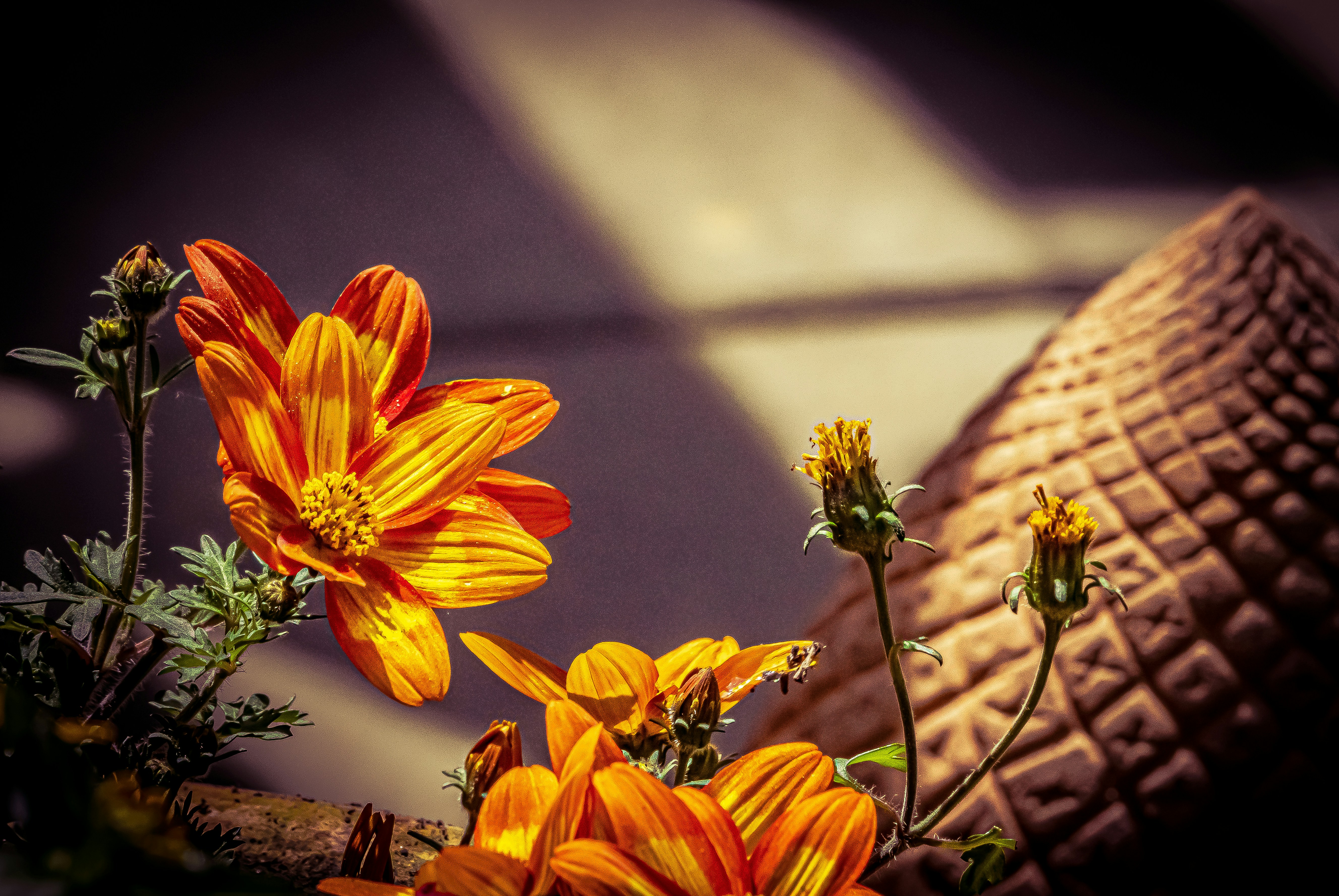 Solar Ember: Close-Up Calendula Against a Woven Backdrop