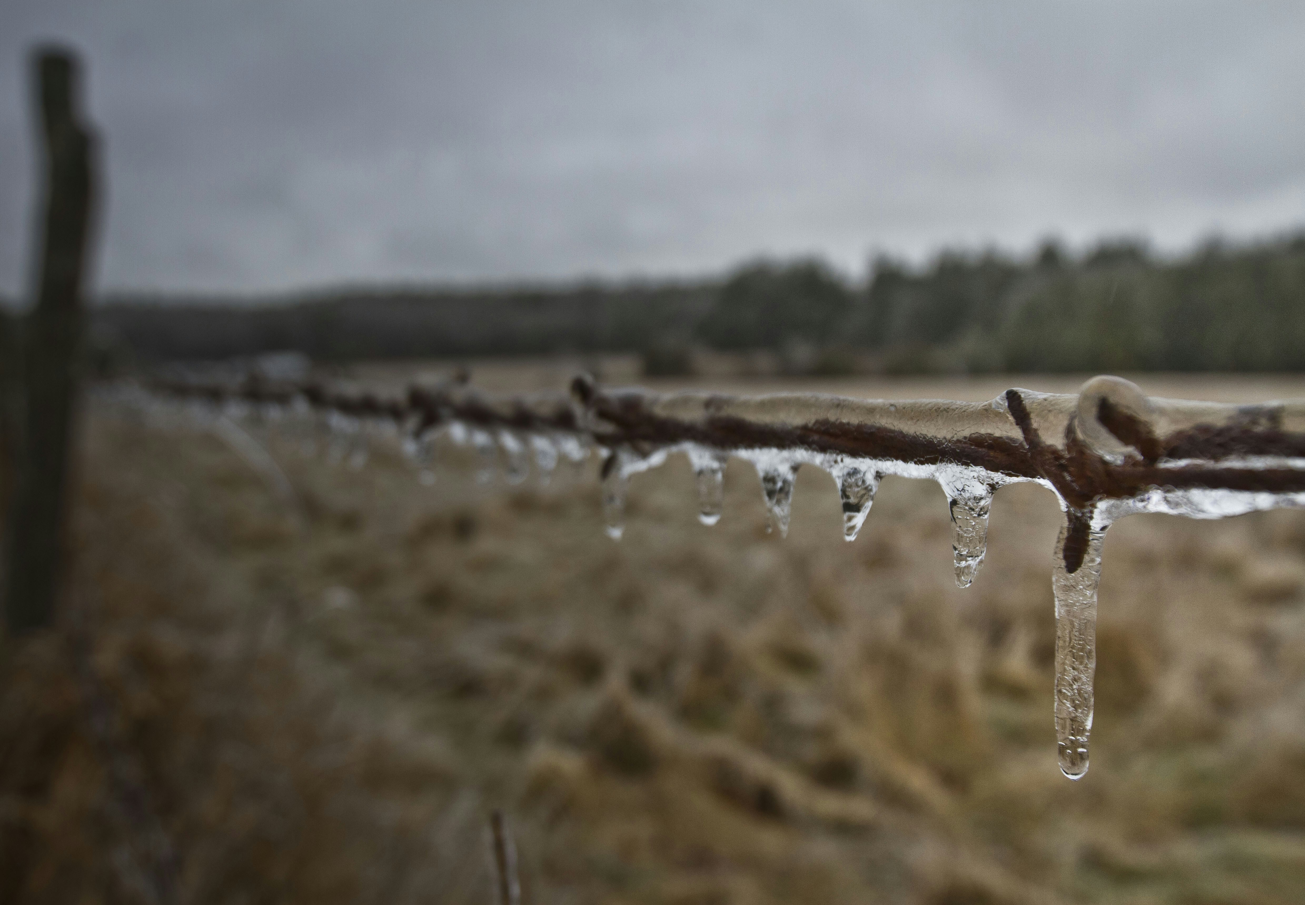 Icicles on a Rusted Fence: Winter Teeth in a Quiet Field