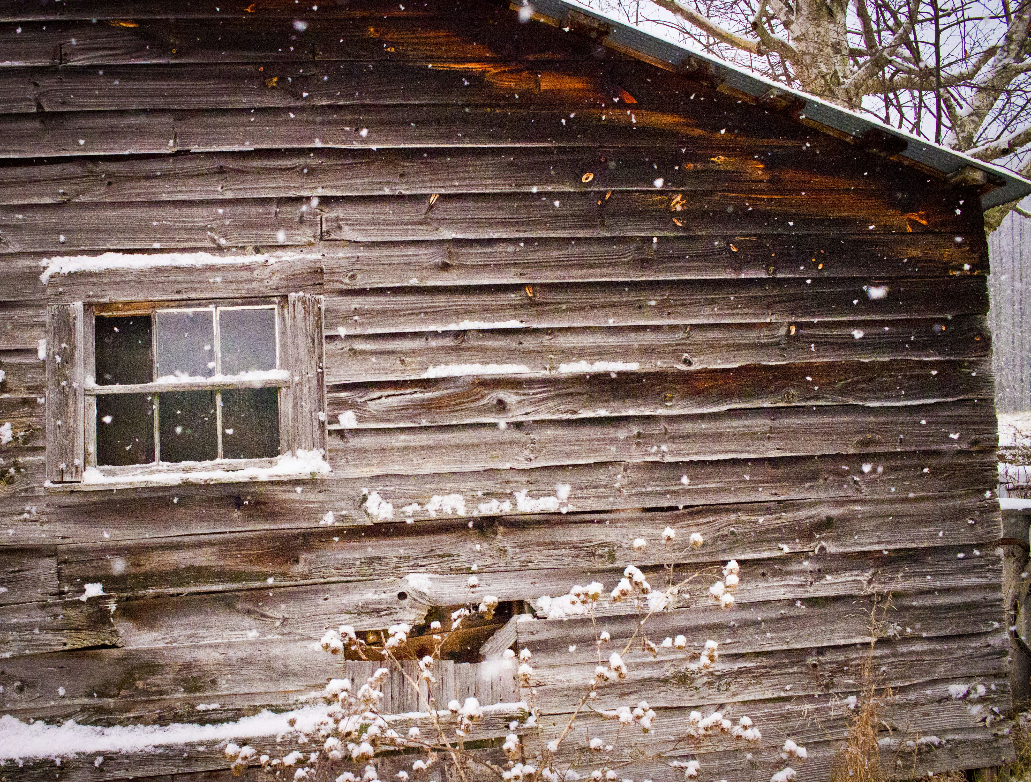 Snowbound Secrets: A Hidden Creature in a Weathered Cabin Wall