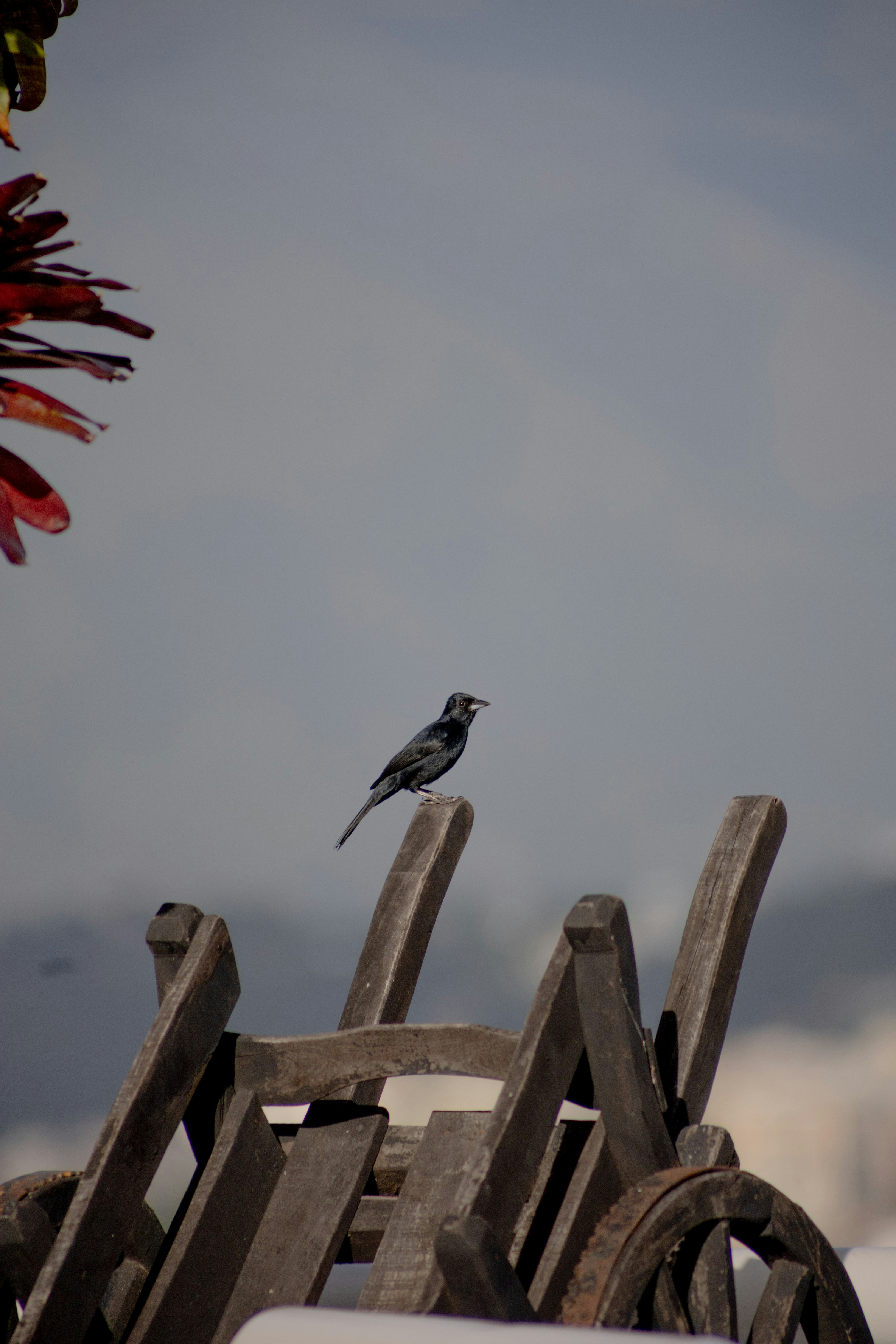 Perch on Weathered Timber: A Black Bird against a soft, hazy skyline