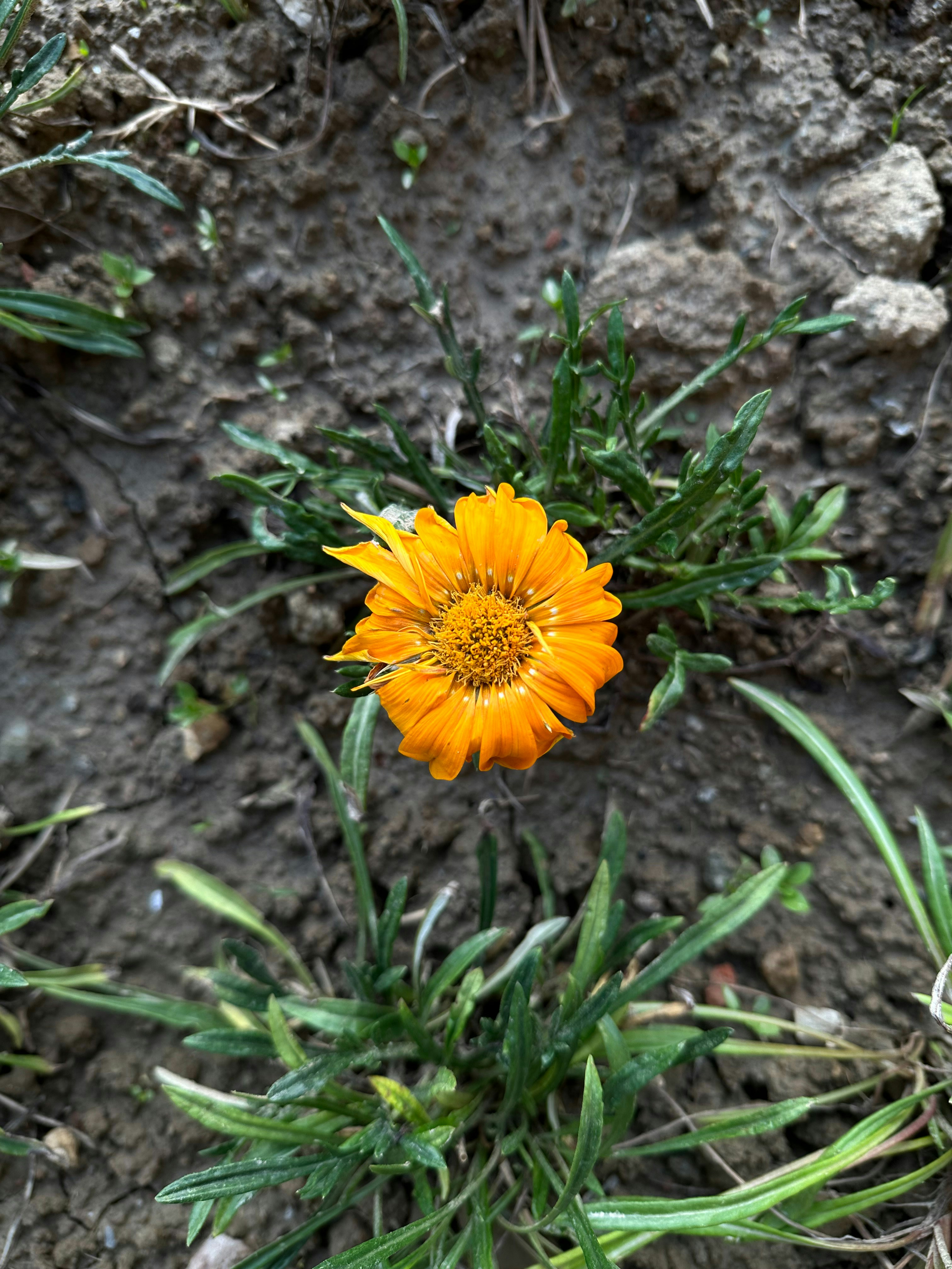 Rasib Wani (@rasib) | Unsplash Photo Community