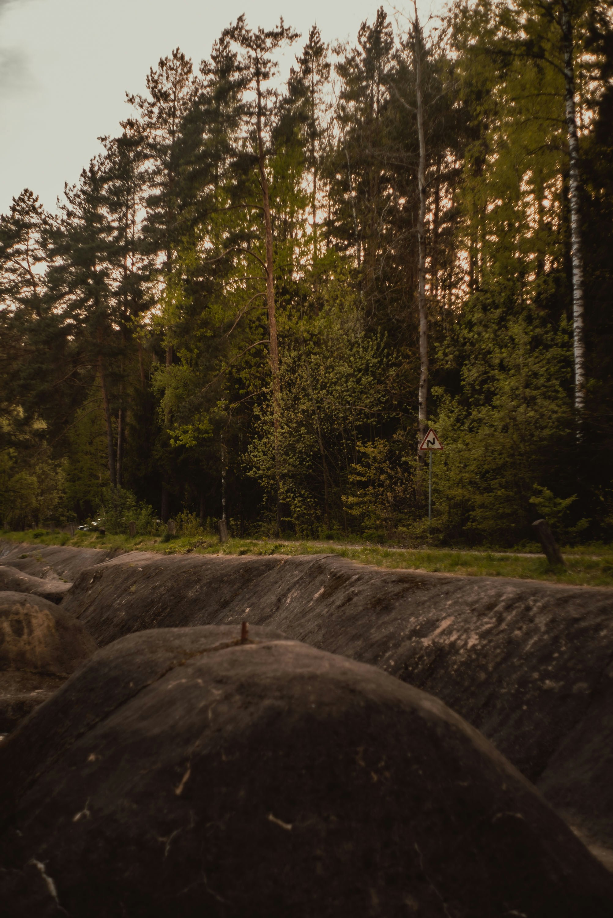 Granite Foreground, Pine Corridor: Dusk Along a Forest Road