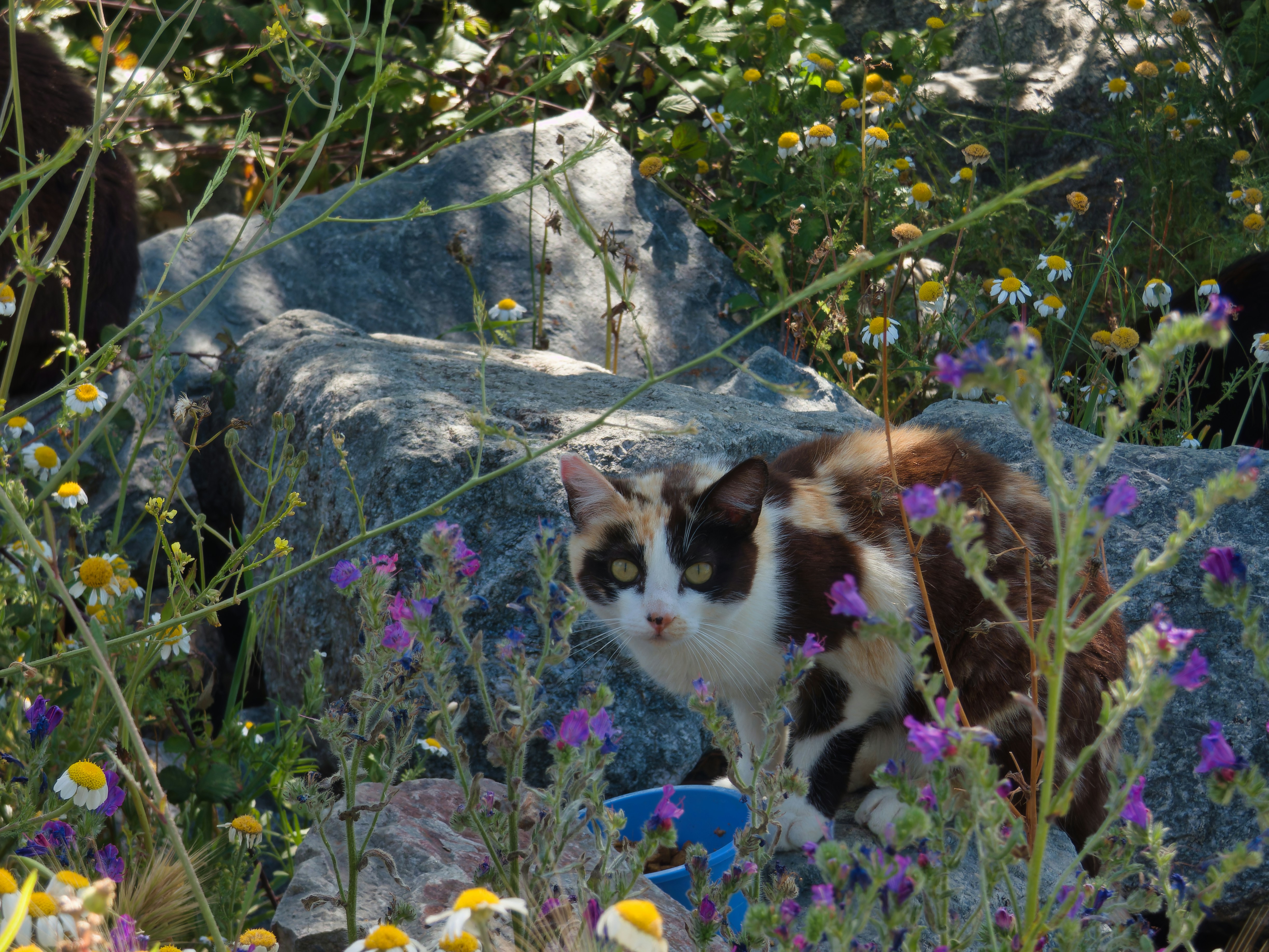 A cat walking through a field of wild flowers photo – Free Herbal Image ...