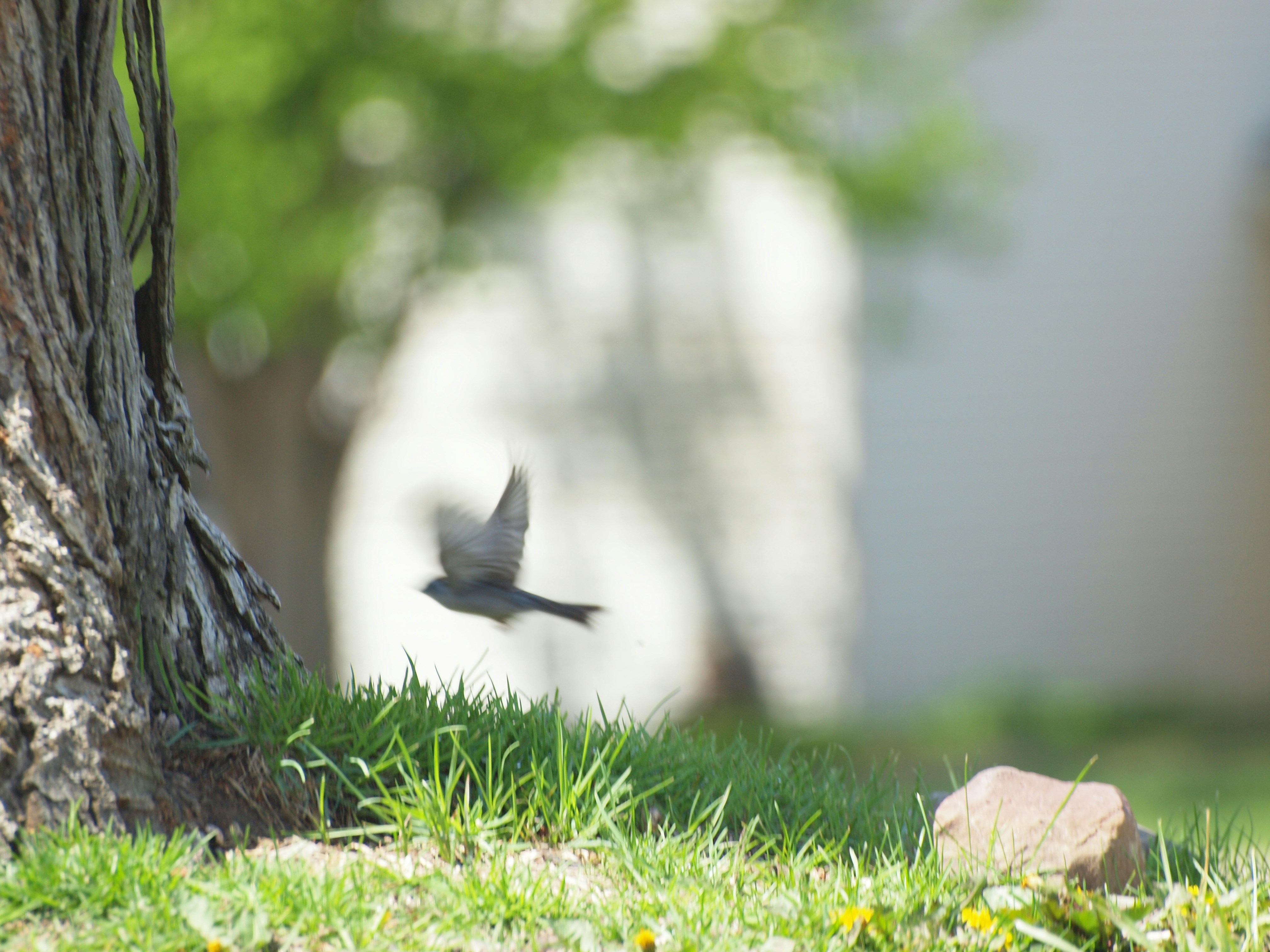A bird flying past a tree in a yard photo – Free Rochester Image on ...