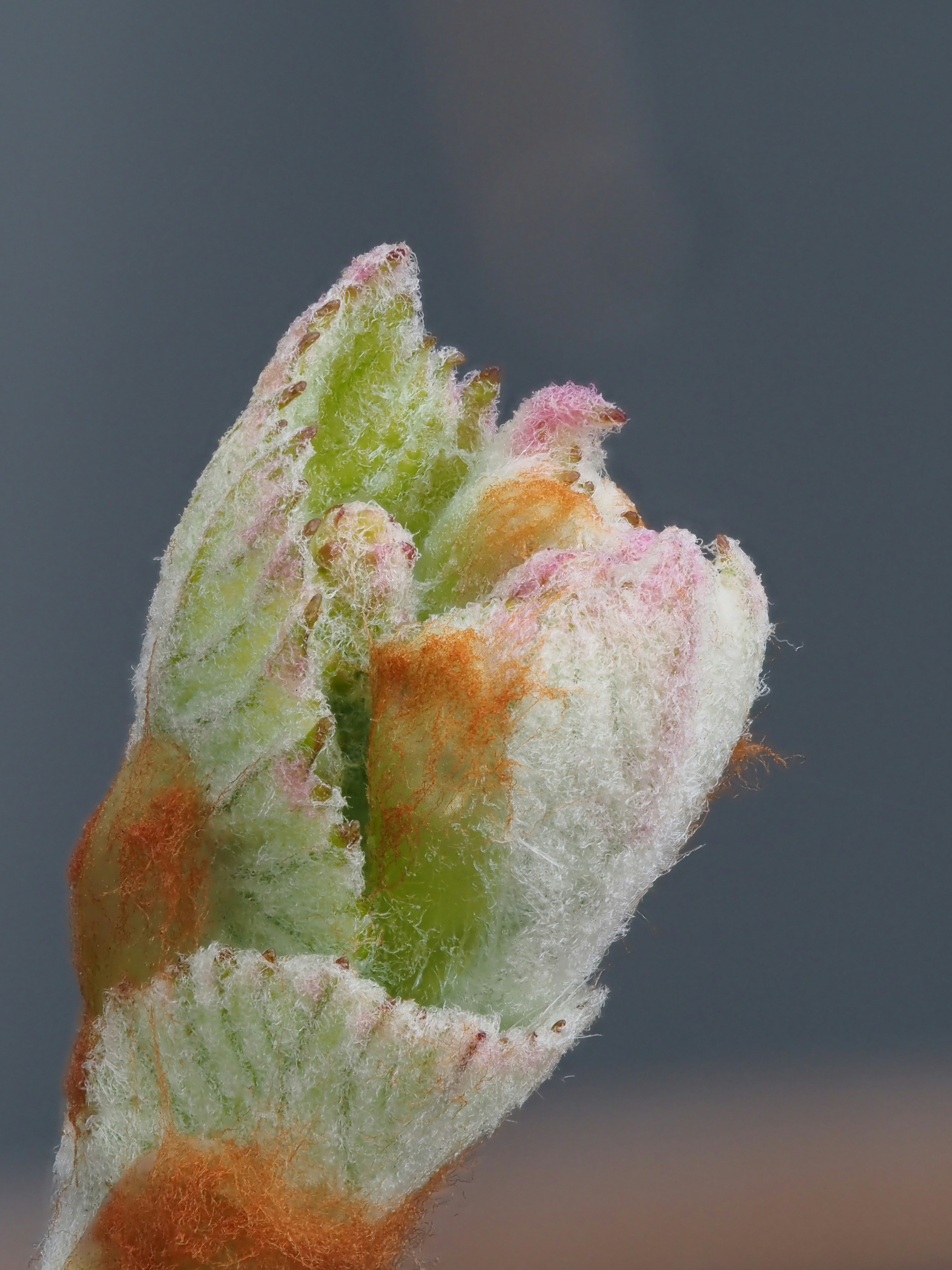 Fuzzy Bud in Soft Focus: a Macro Portrait of Emergence
