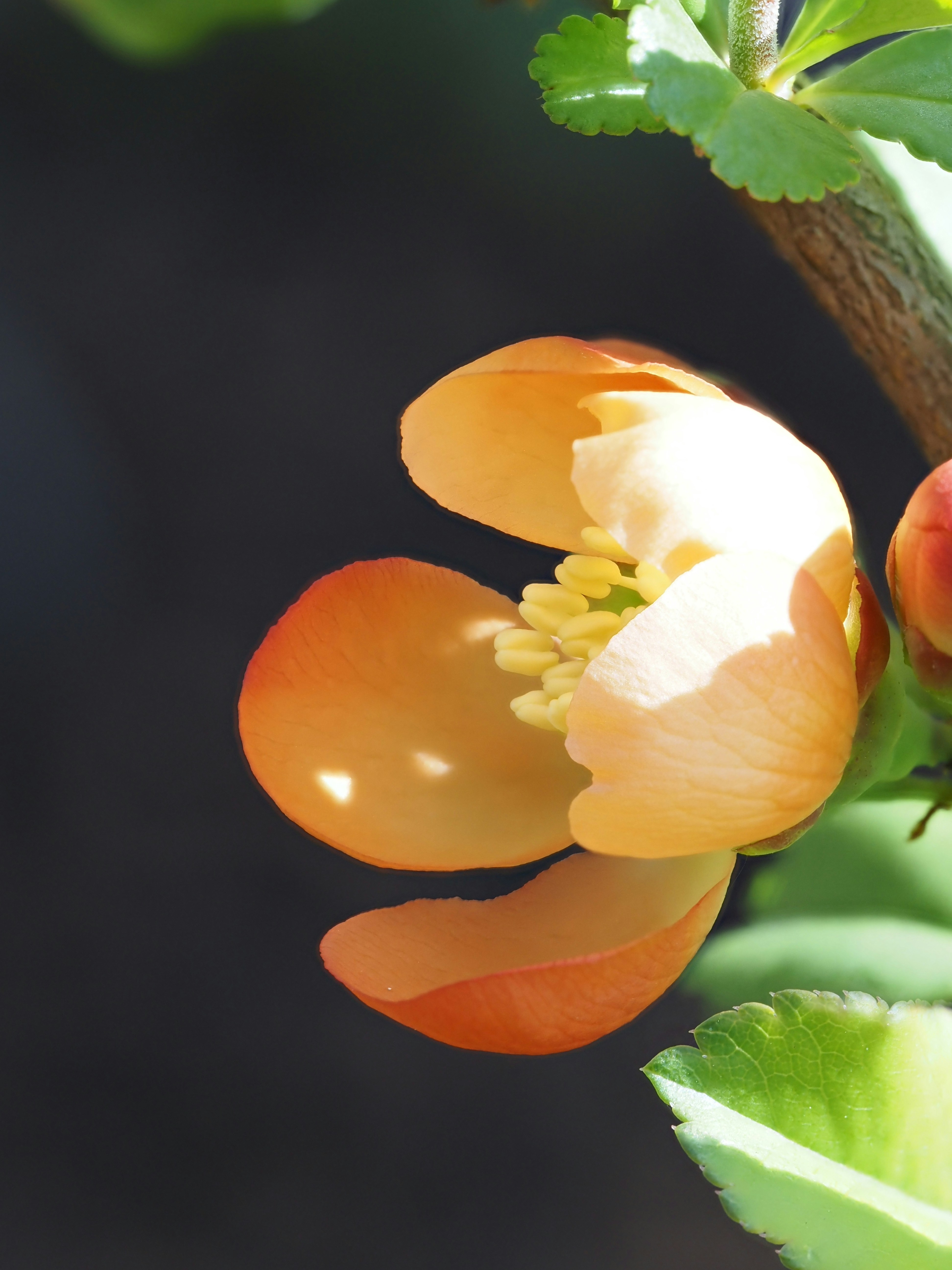 Sun-kissed Macro: velvet orange petals cradle pale yellow stamen