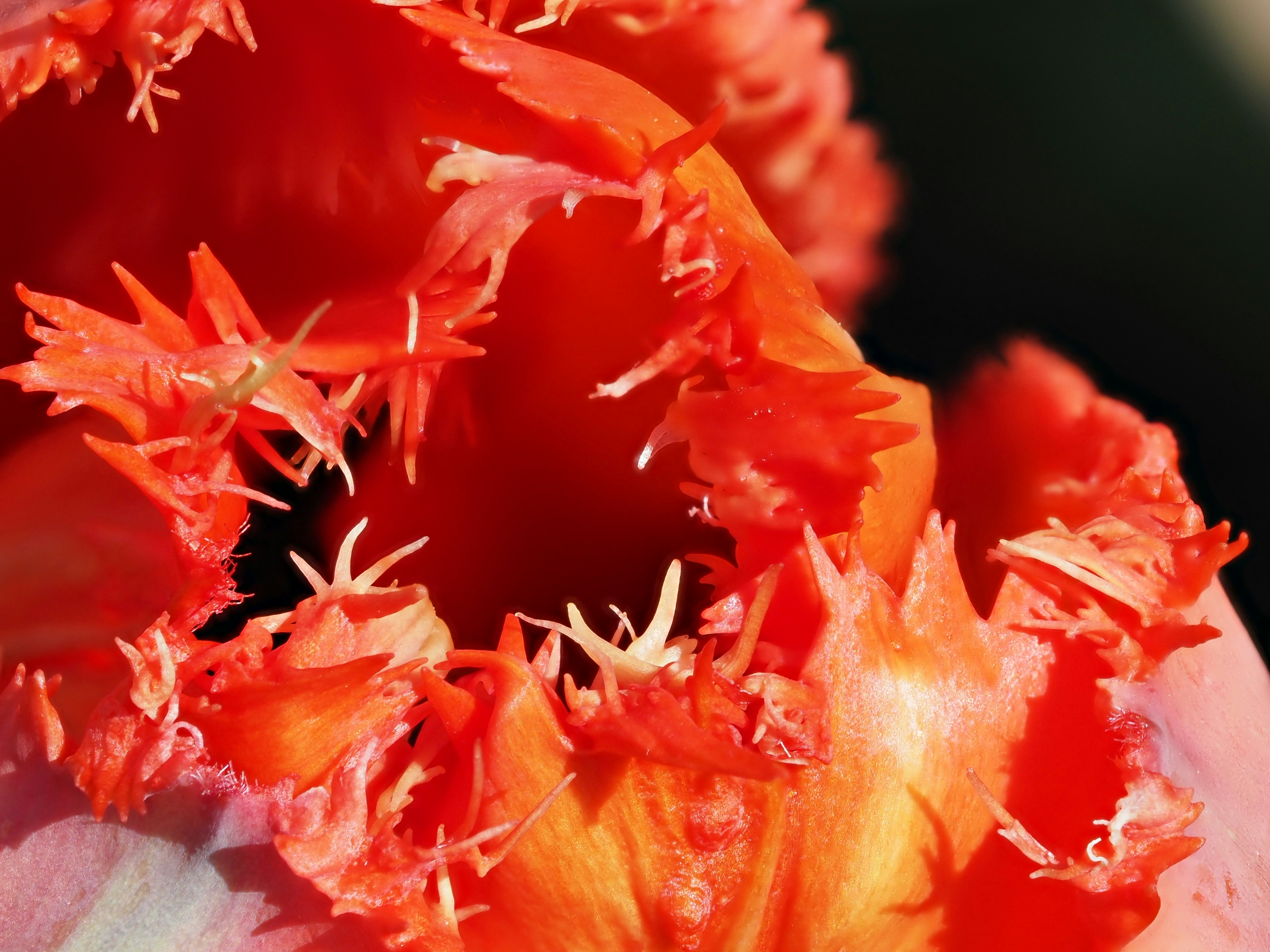 Crimson Frill: Macro Portrait of a Fiery Petal's Hidden Heart
