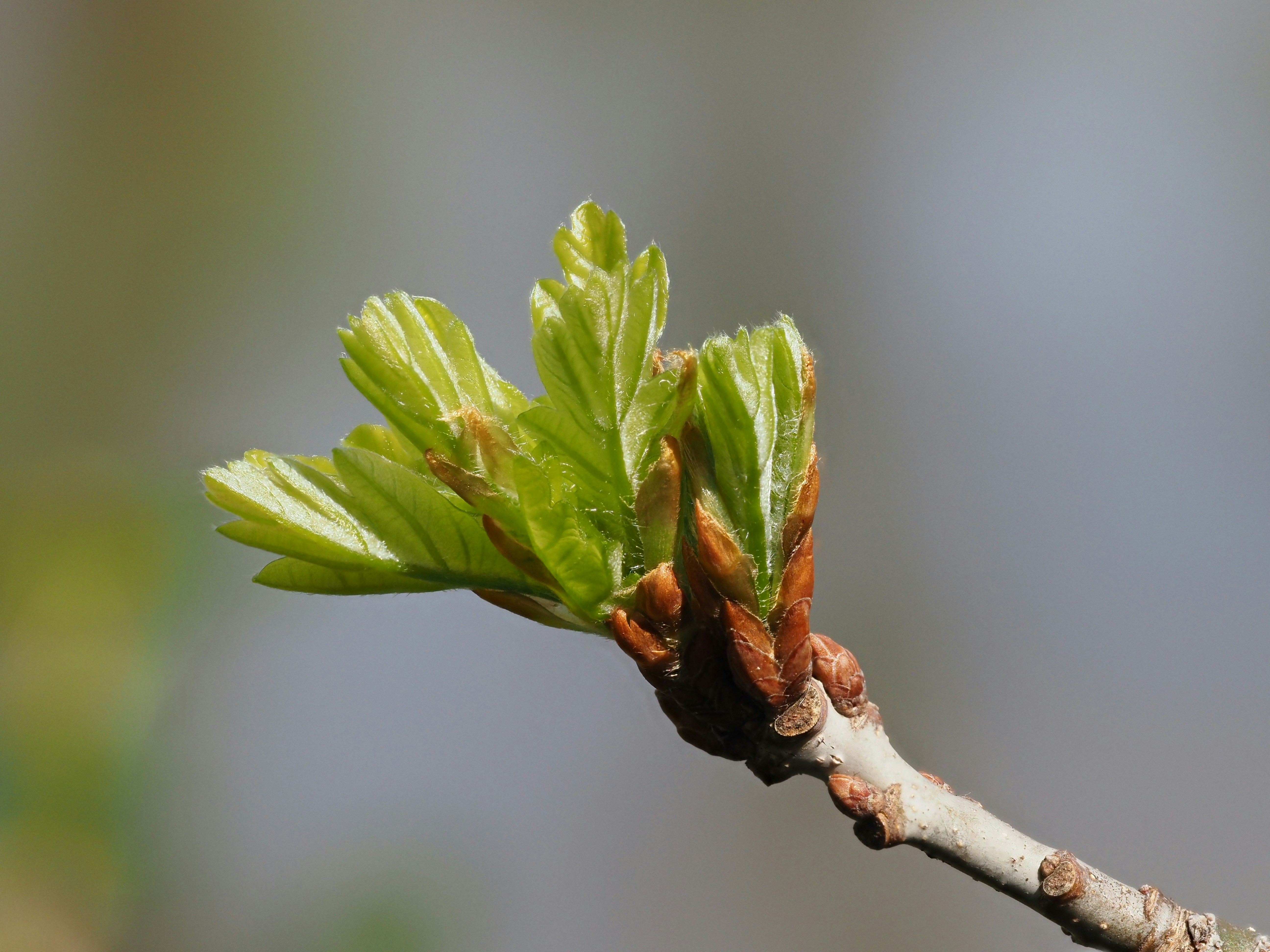 oak branch with young leaves