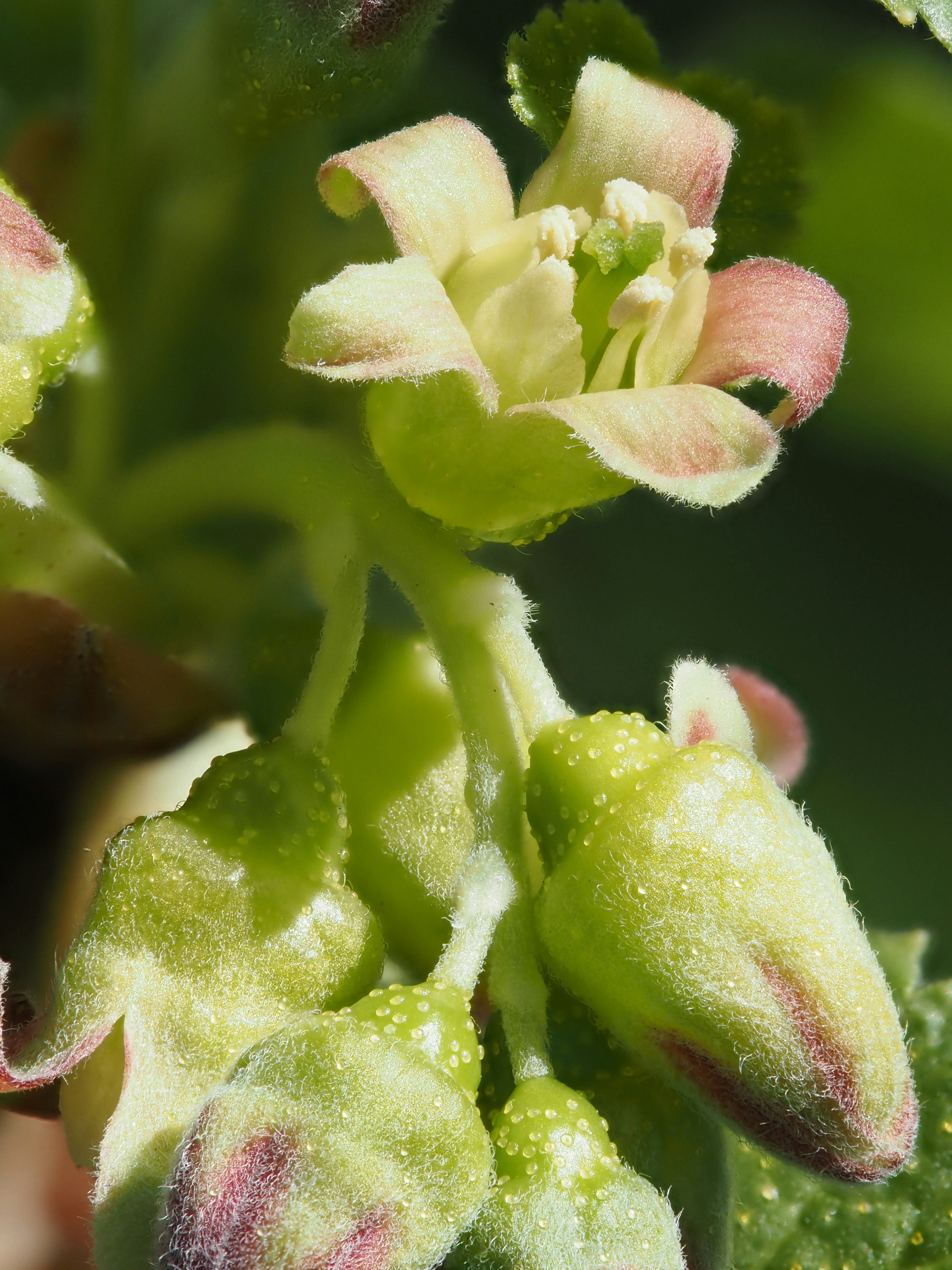 Foto Close-up bunga yang bertunas pada tanaman – Gambar Bunga Gratis di ...