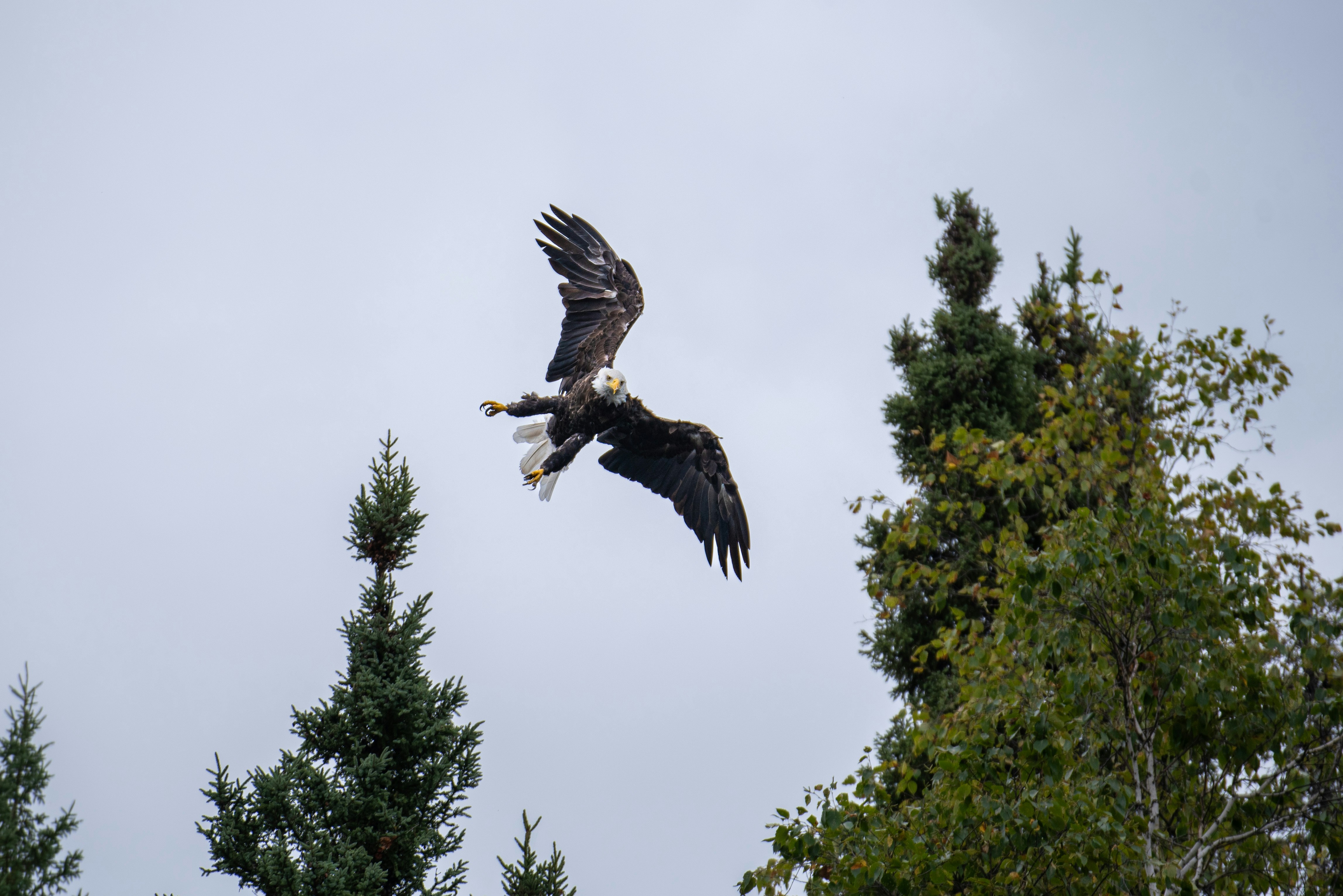 A large eagle flying over a forest filled with trees photo – Free ...