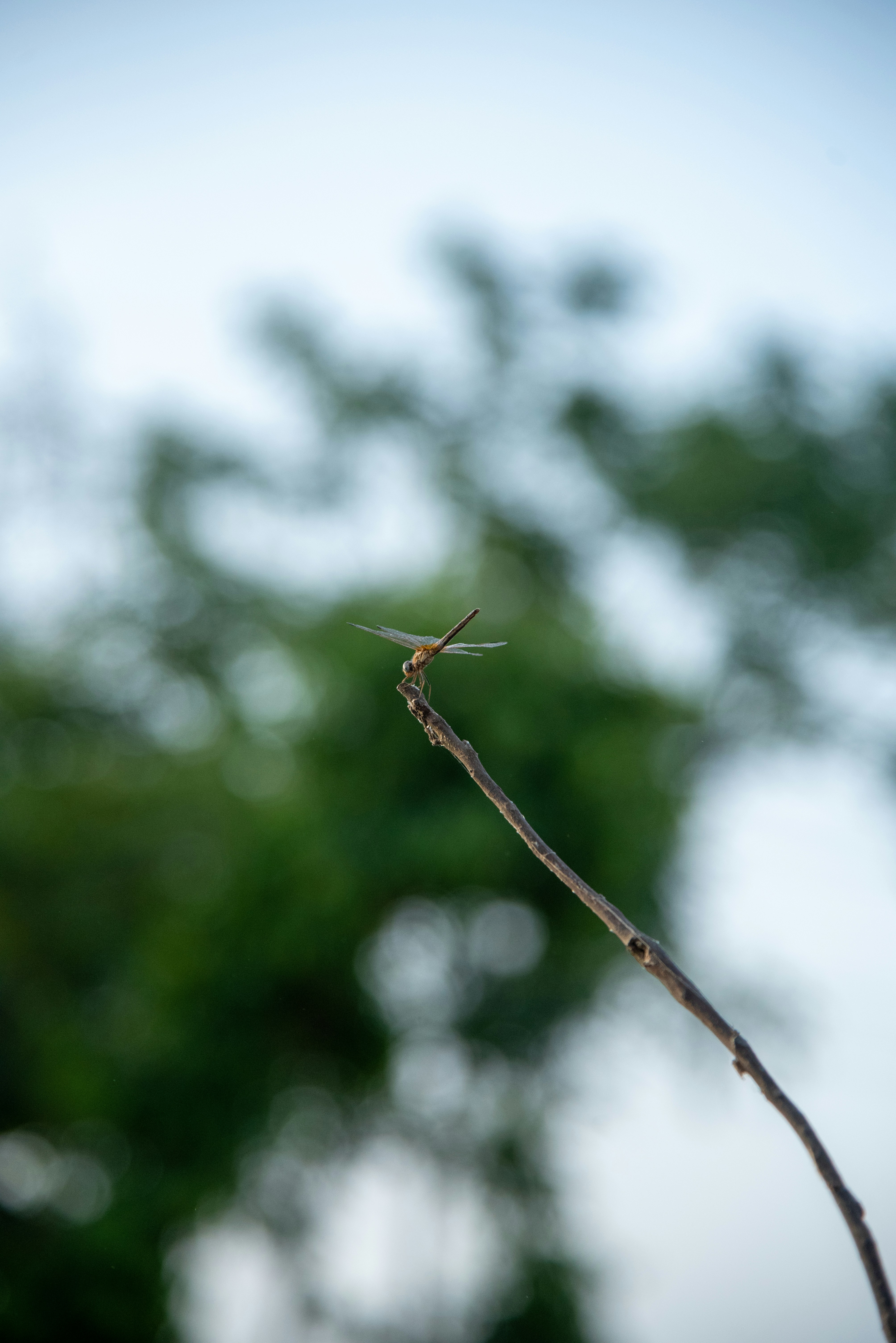 Dragonfly on a Bare Twig: Quiet Precision Amid a Verdant Blur