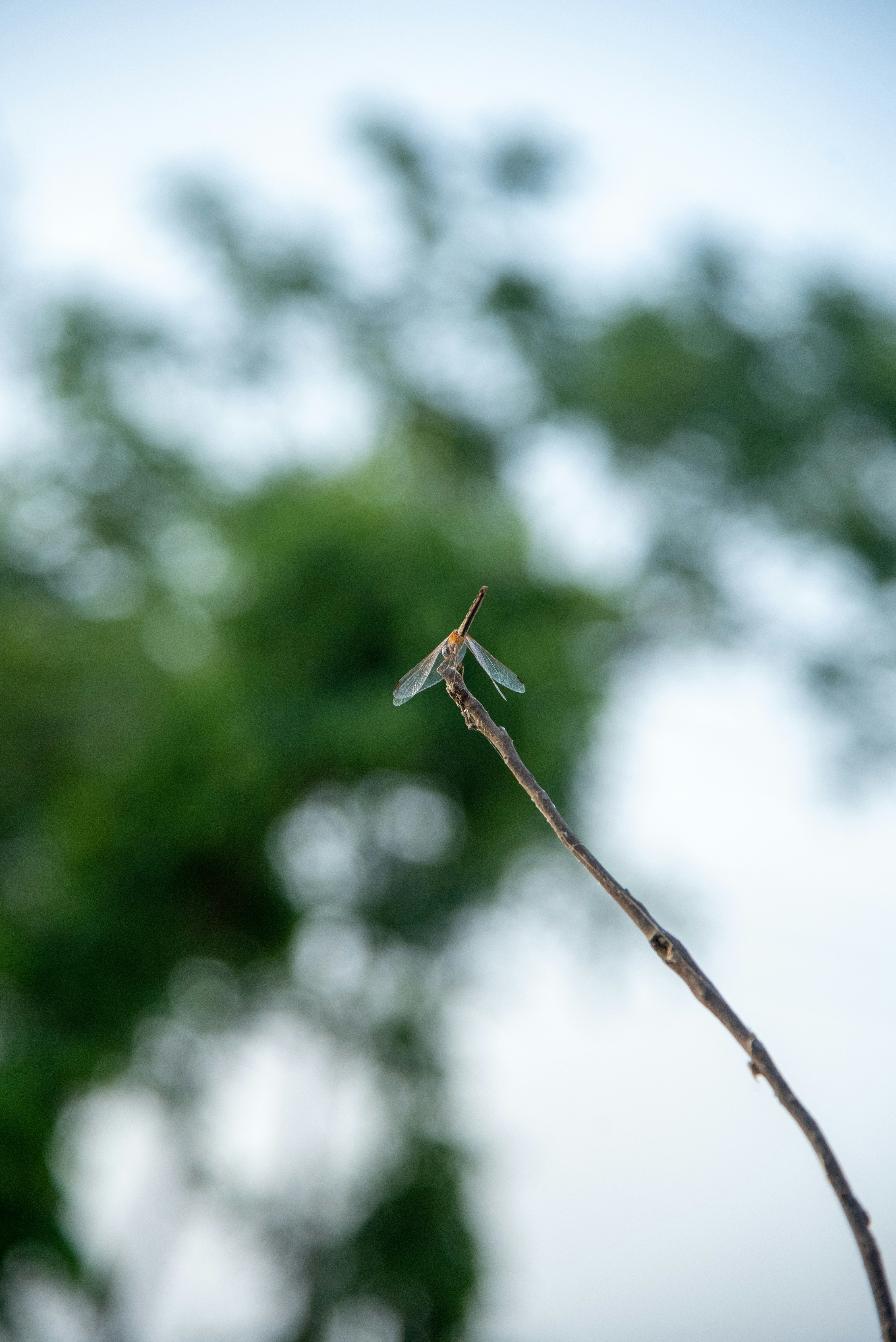 Photo by Devang Punia with Nikon D750