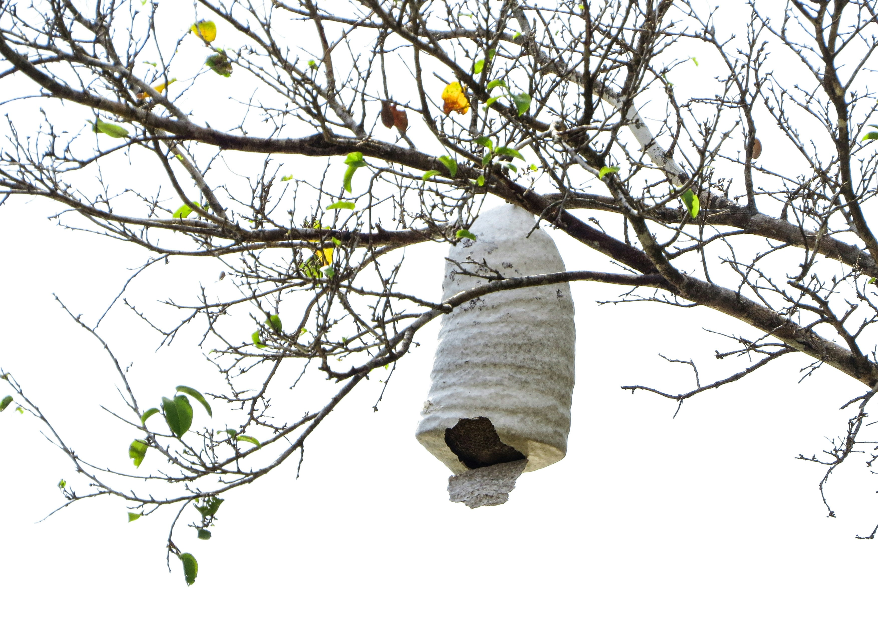 Suspended Papery Nest Framed by Winter Branches