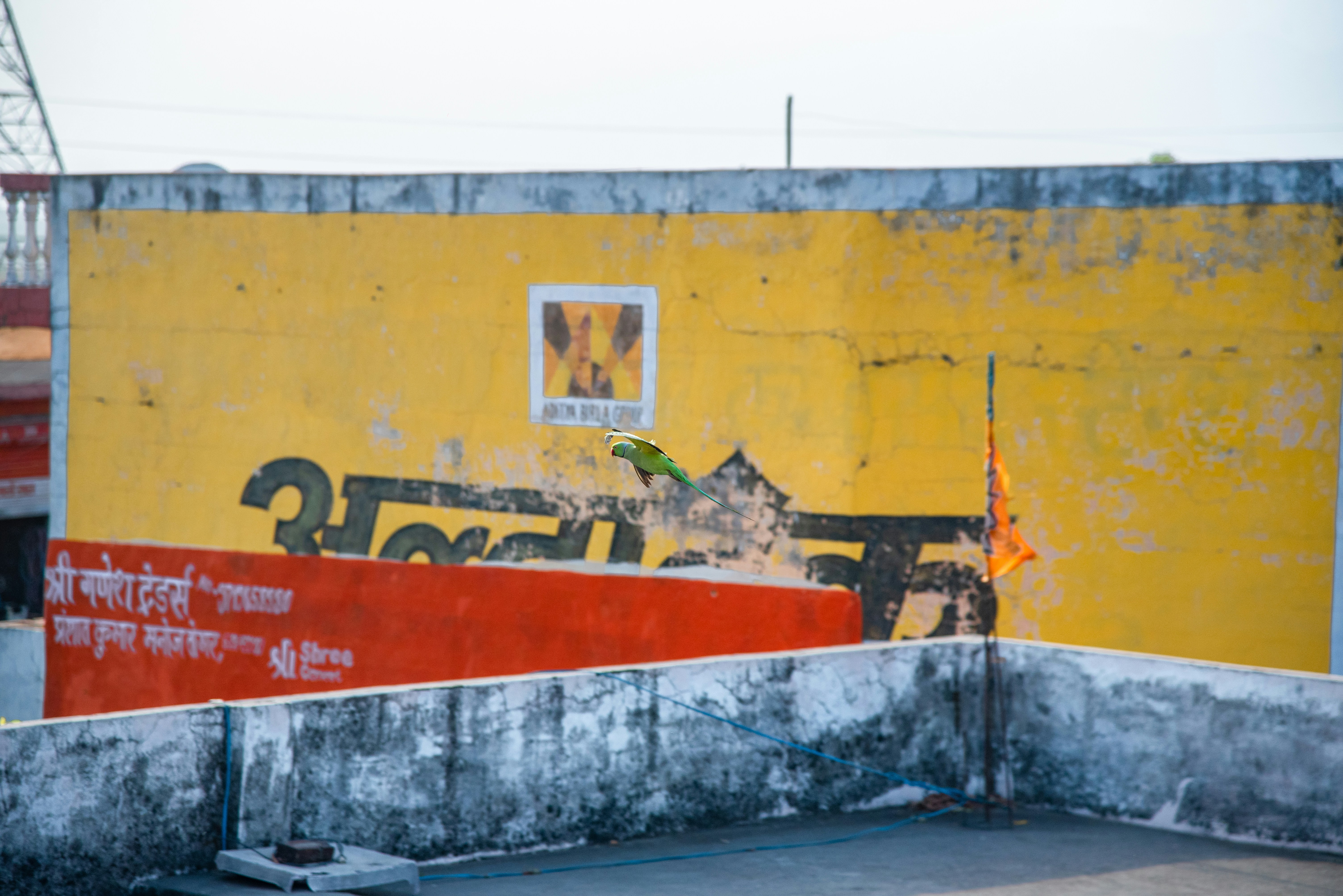 Emerald Parrot Darts Across a Weathered Delhi Rooftop Wall