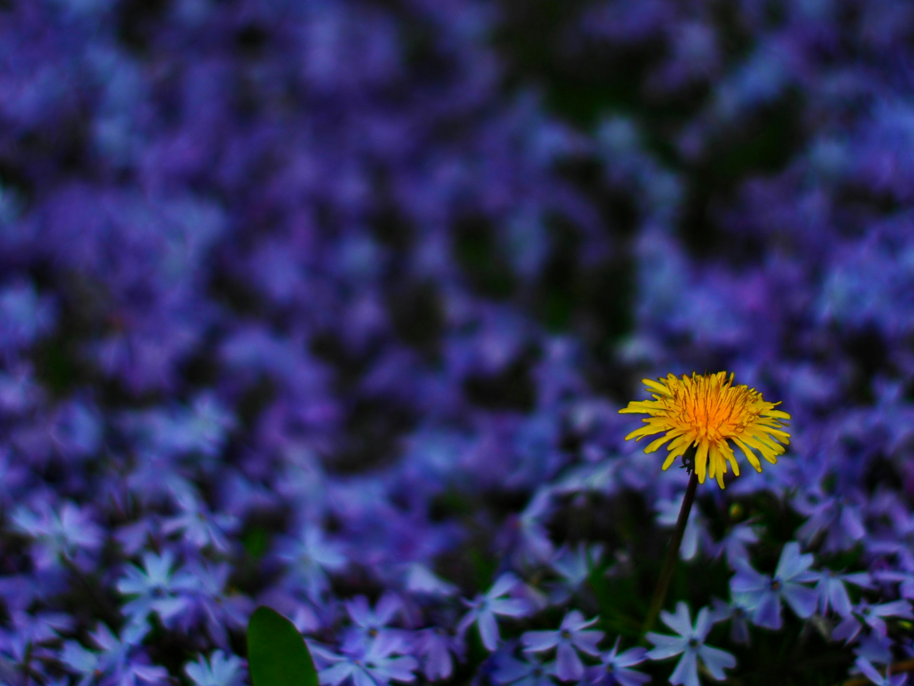 Lonely Dandelion Crowned by Sun amid Violet Sea