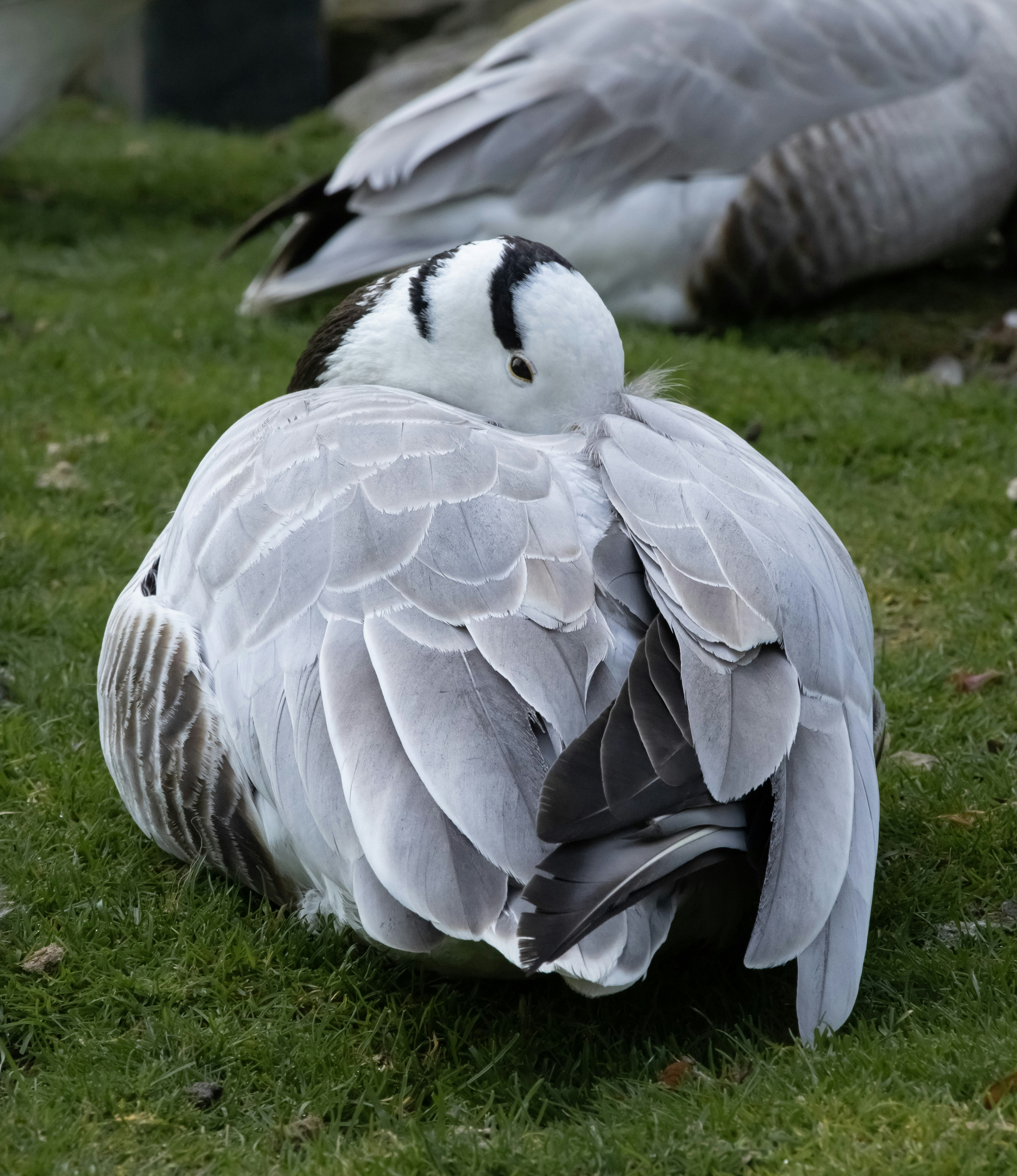 Resting in Silver: a pale gray goose on the grass
