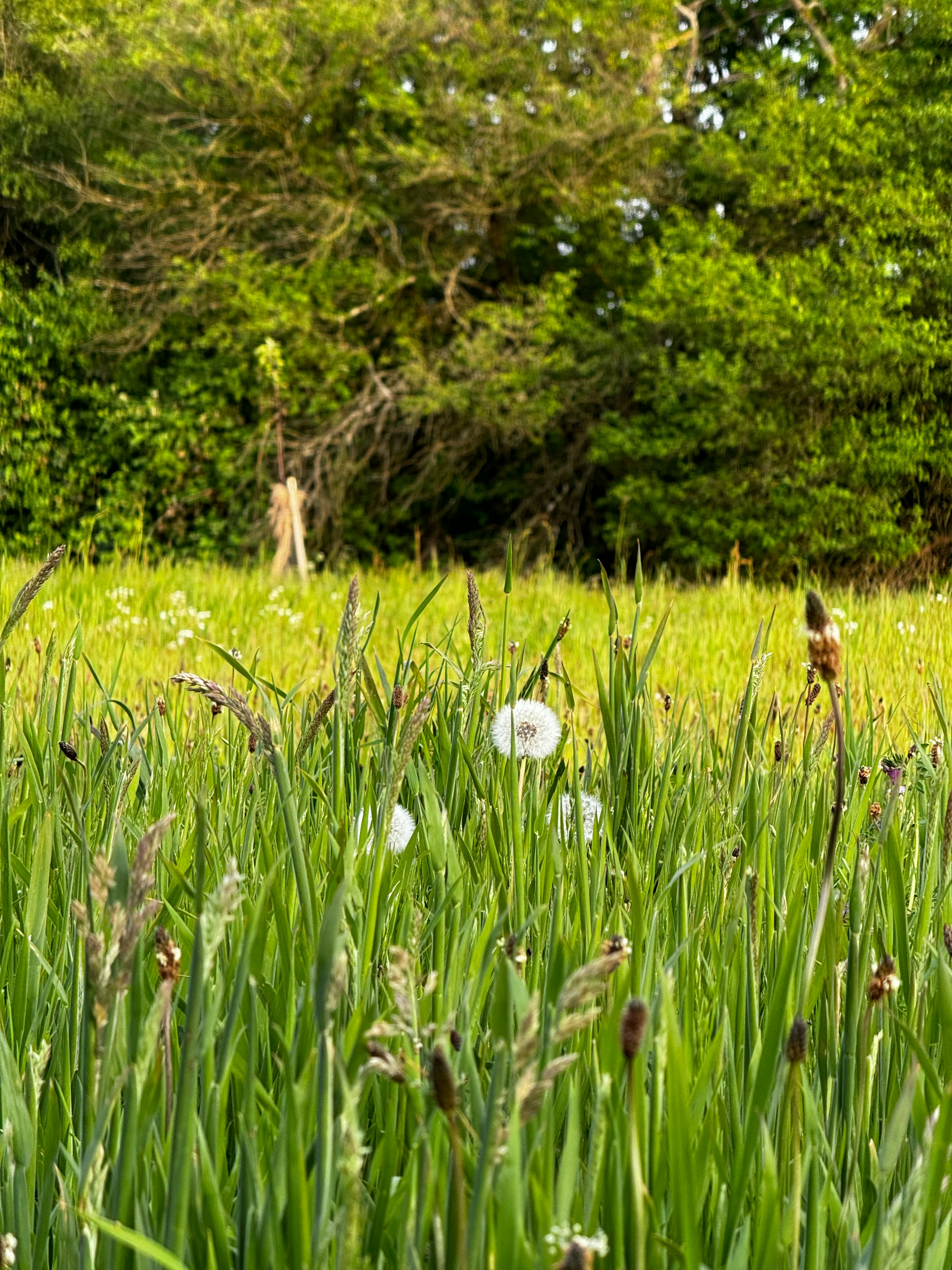 a field of tall grass with trees in the background