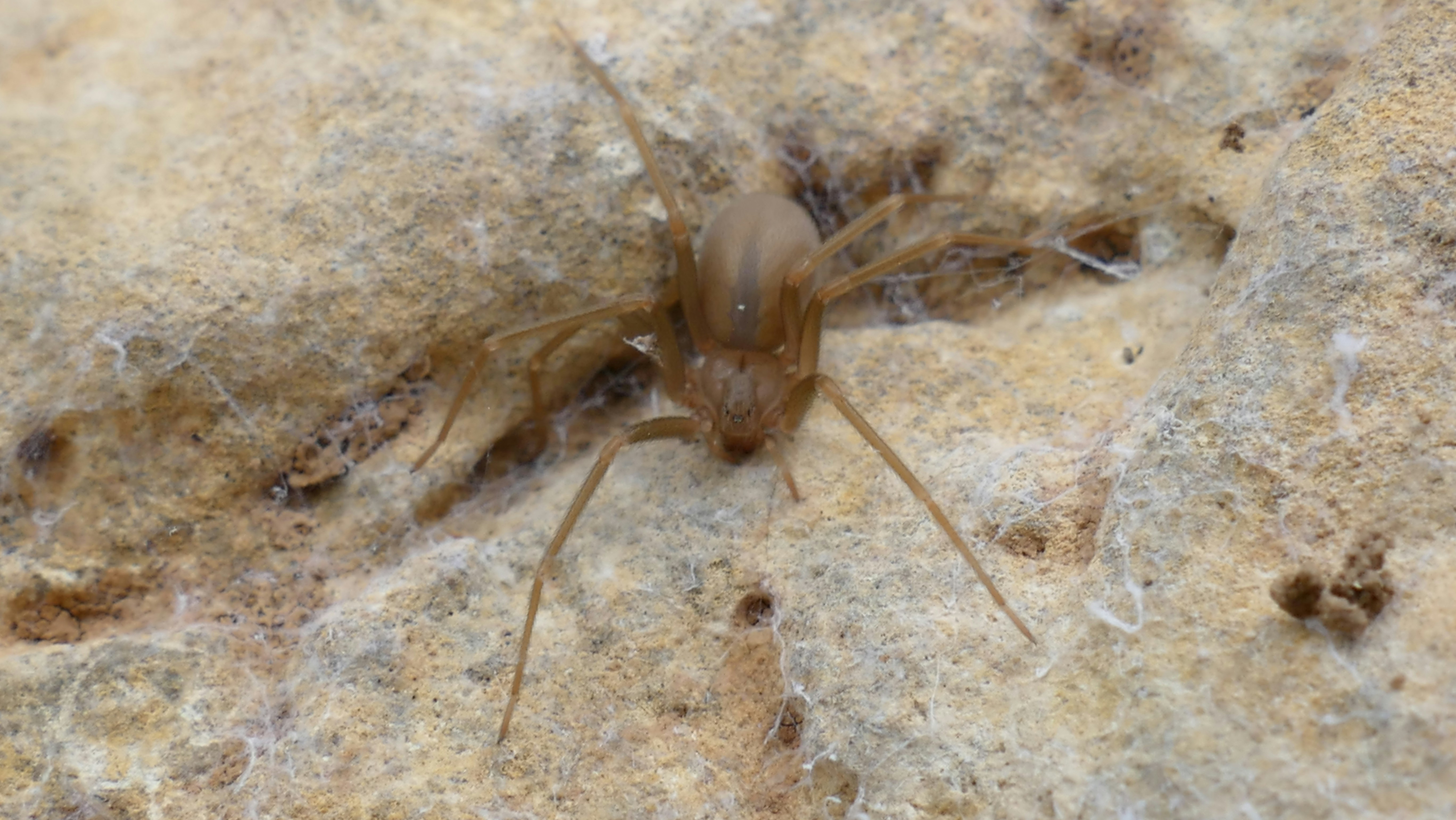 A close up of a spider on a rock photo – Free Animal Image on Unsplash