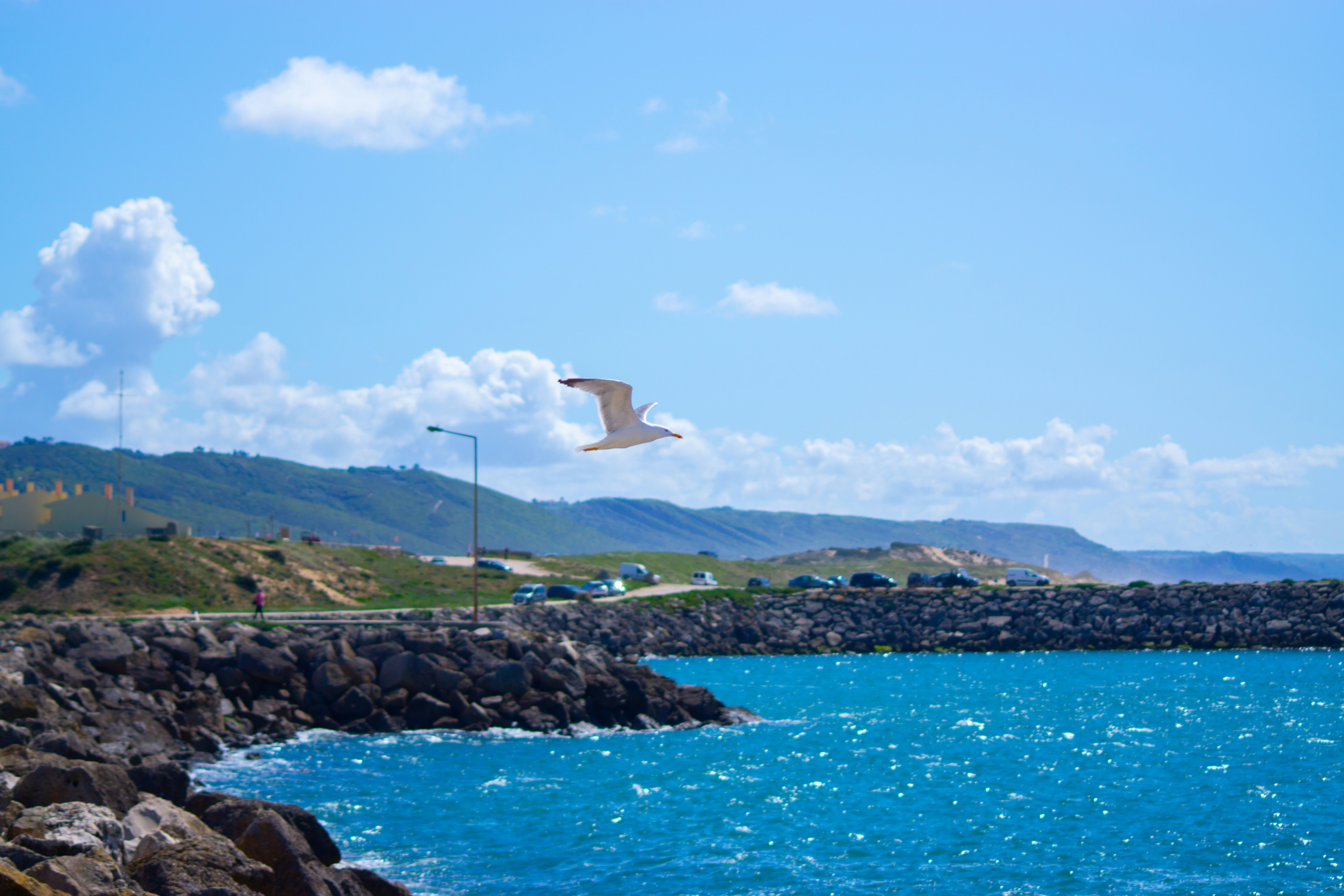 Cobalt Glide: A Seagull Tracing the Breeze Along a Rocky Coastal Breakwater