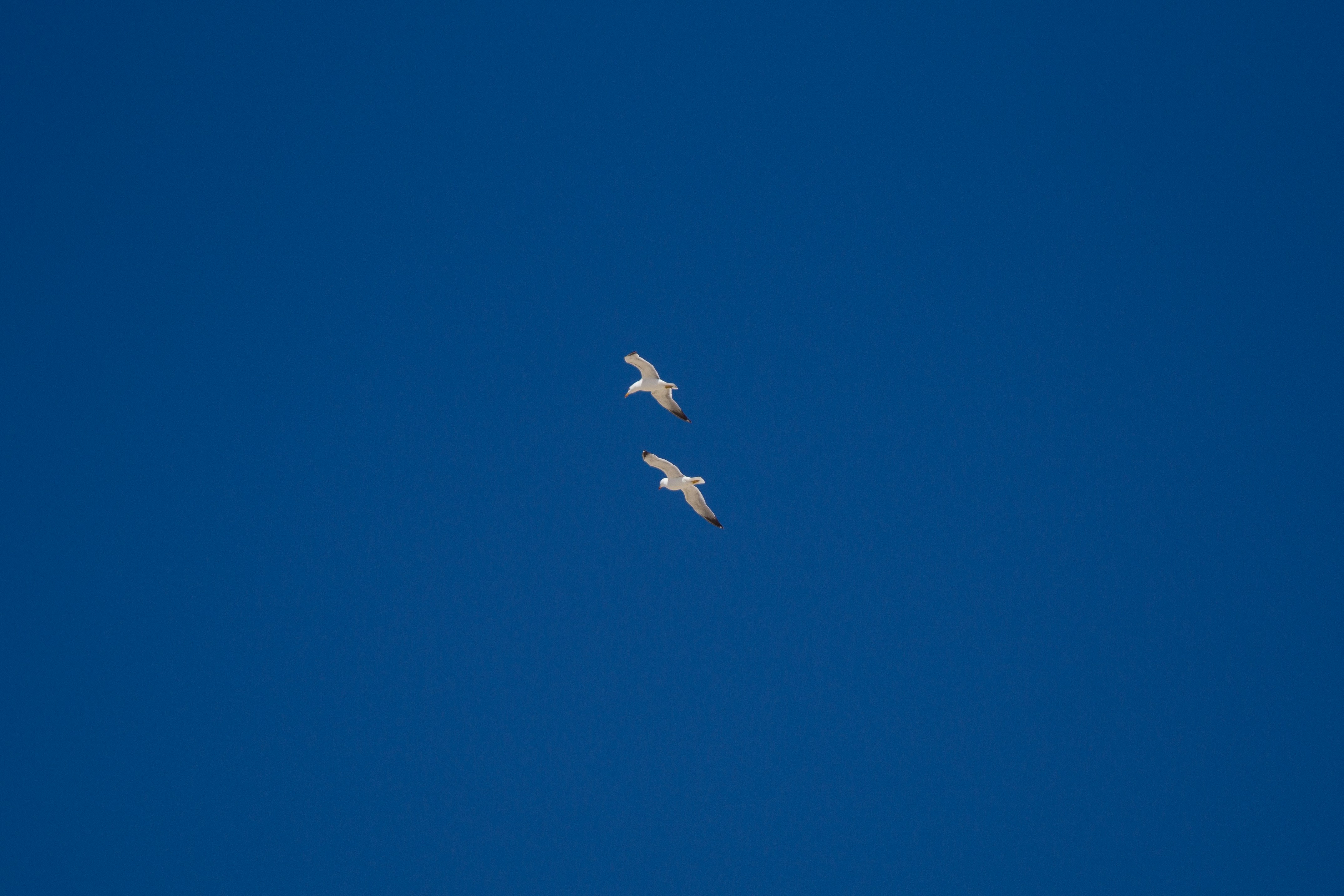 Two White Gulls Trace Quiet Arcs Across a Deep Blue Expanse