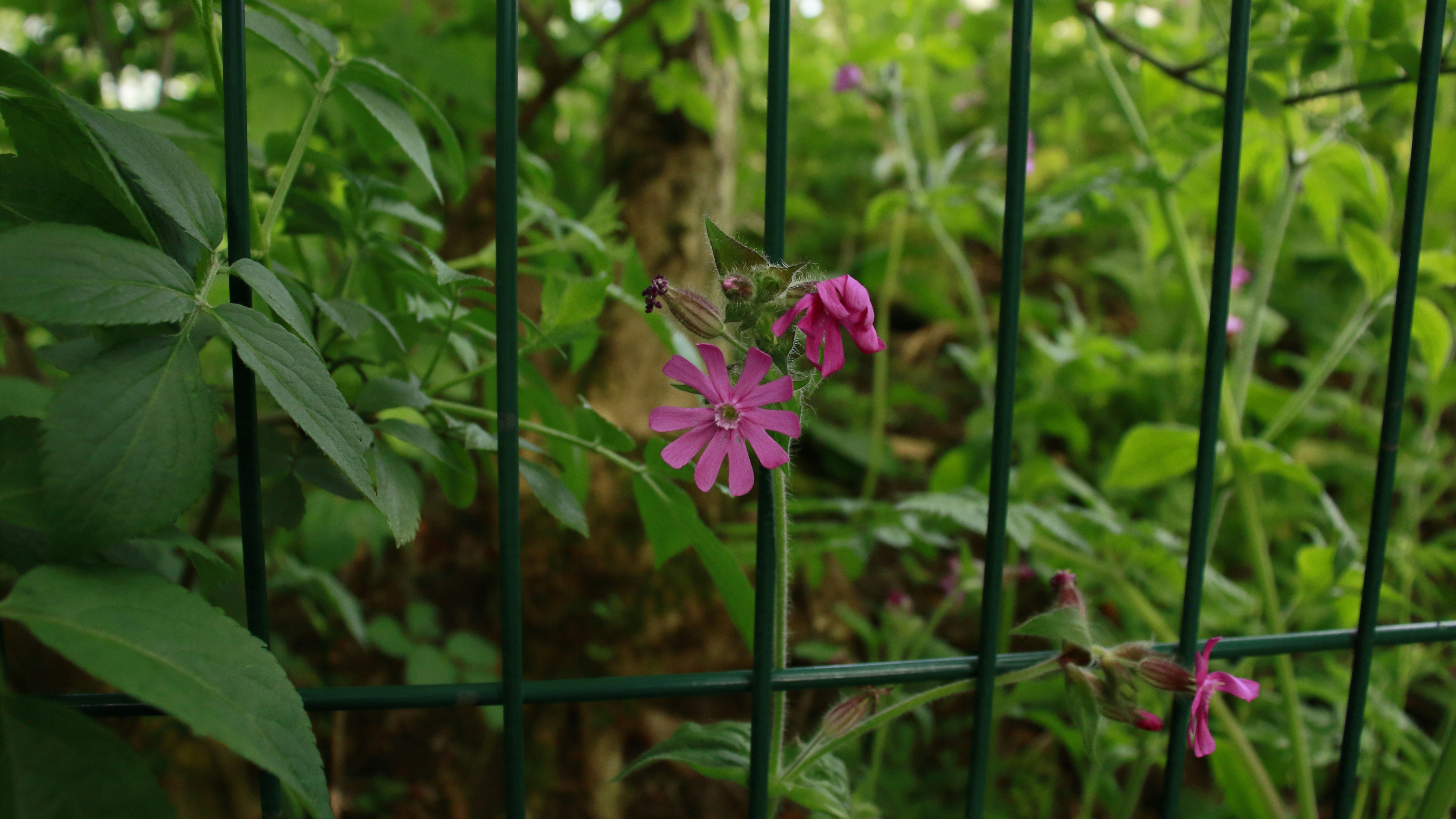 Pink Bloom Peeking Through a Green Garden Fence