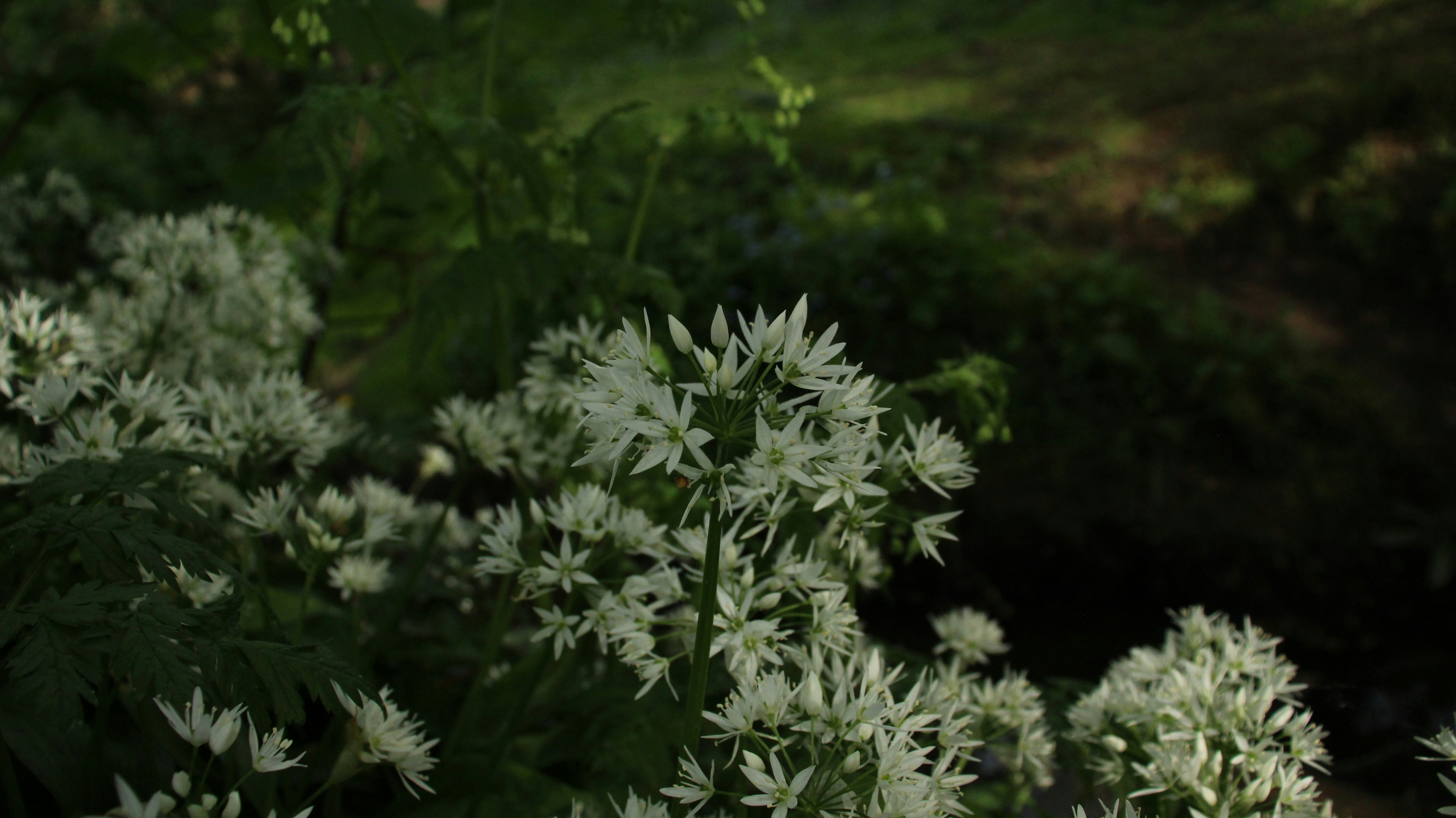 Starry White Blossoms in a Shadowed Garden