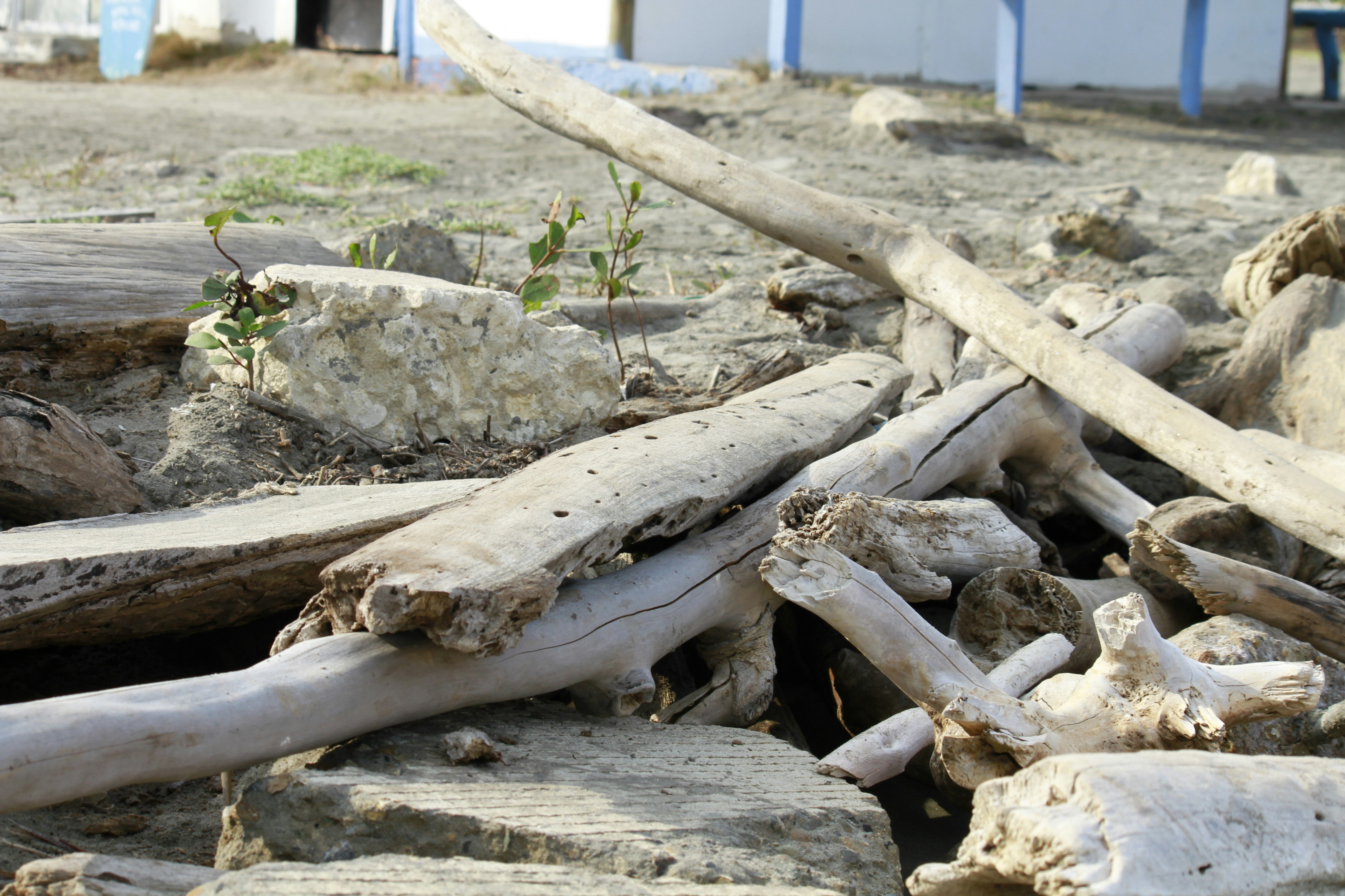 Driftwood Mosaic: Weathered Logs Weaving Through a Quiet Shoreline