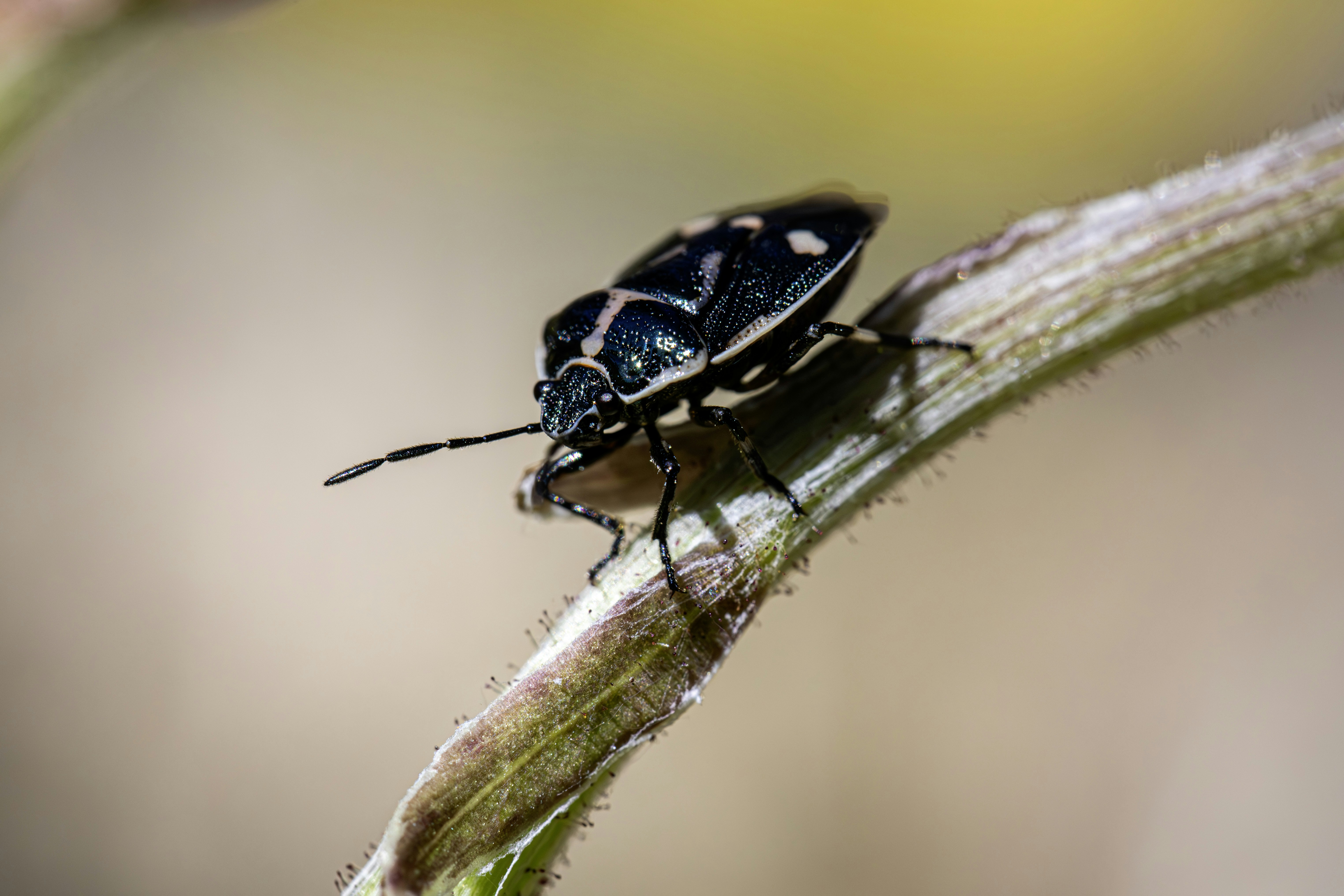 A close up of a bug on a plant photo – Free Insect Image on Unsplash