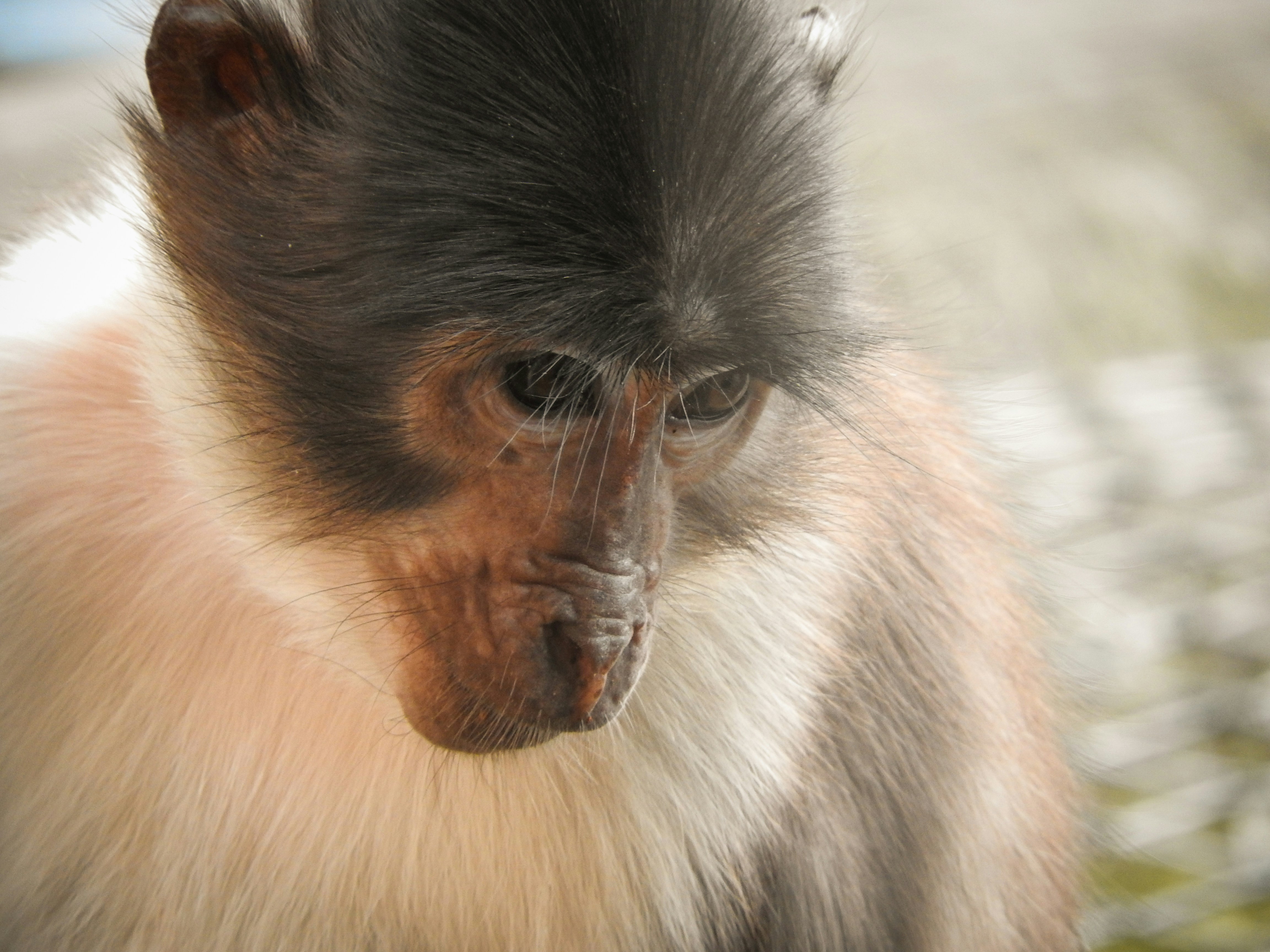 A small monkey contemplates his surroundings.