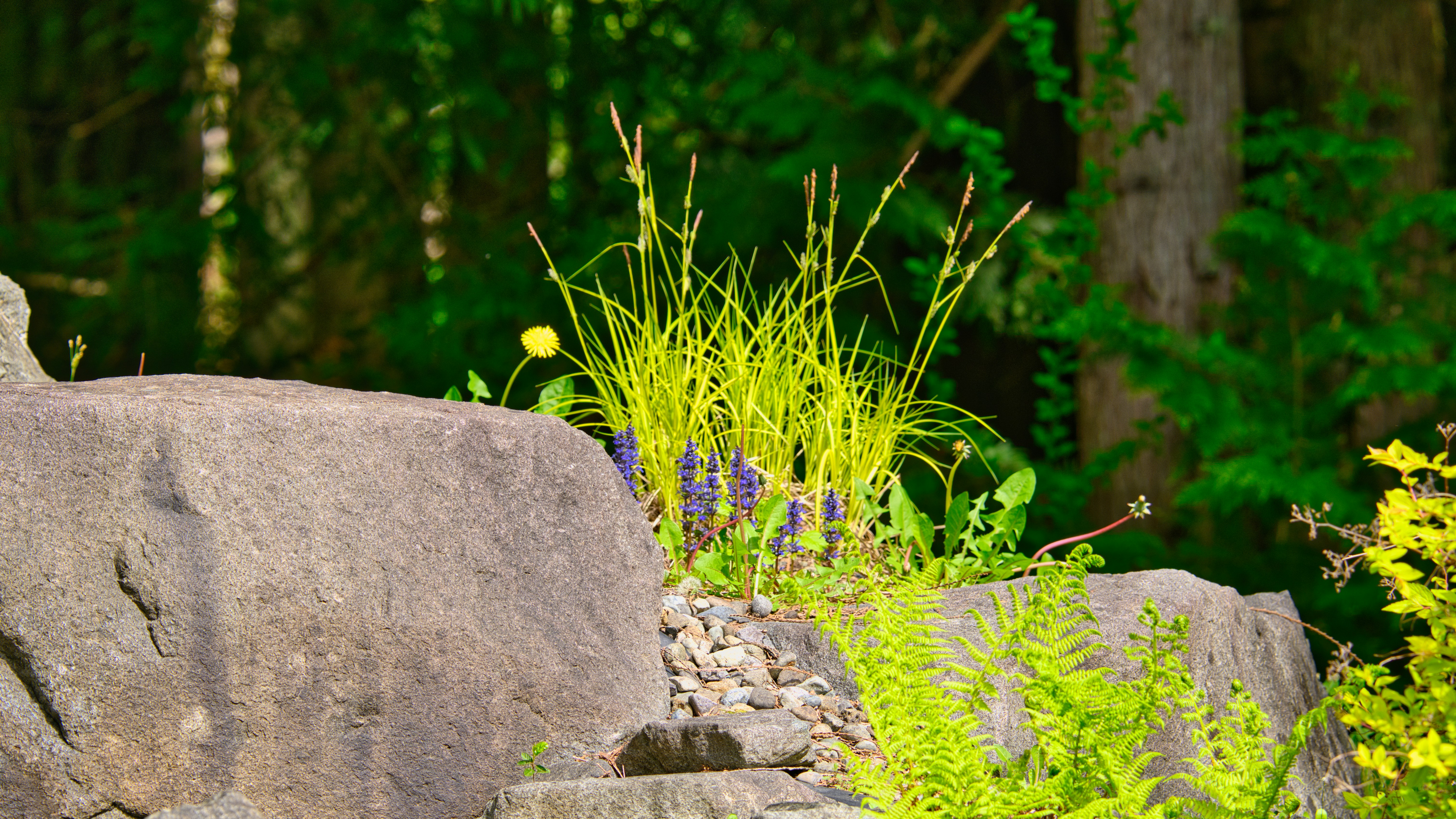 Rock Terrace Bloom: Grass Tufts and Purple Flowers Framed by Forest