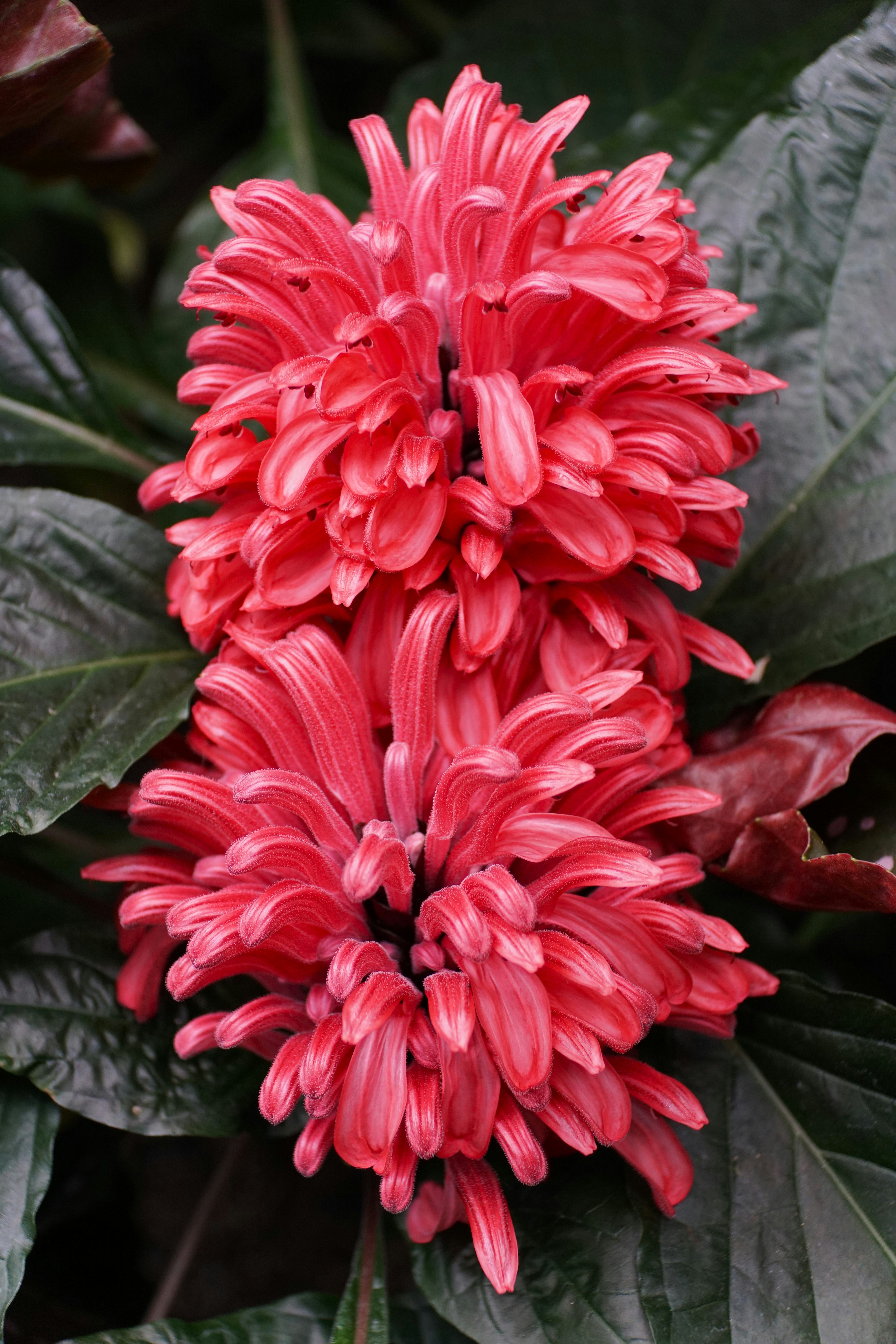 Twin Crimson Chrysanthemums: Velvet Petals Framing Deep Green Foliage