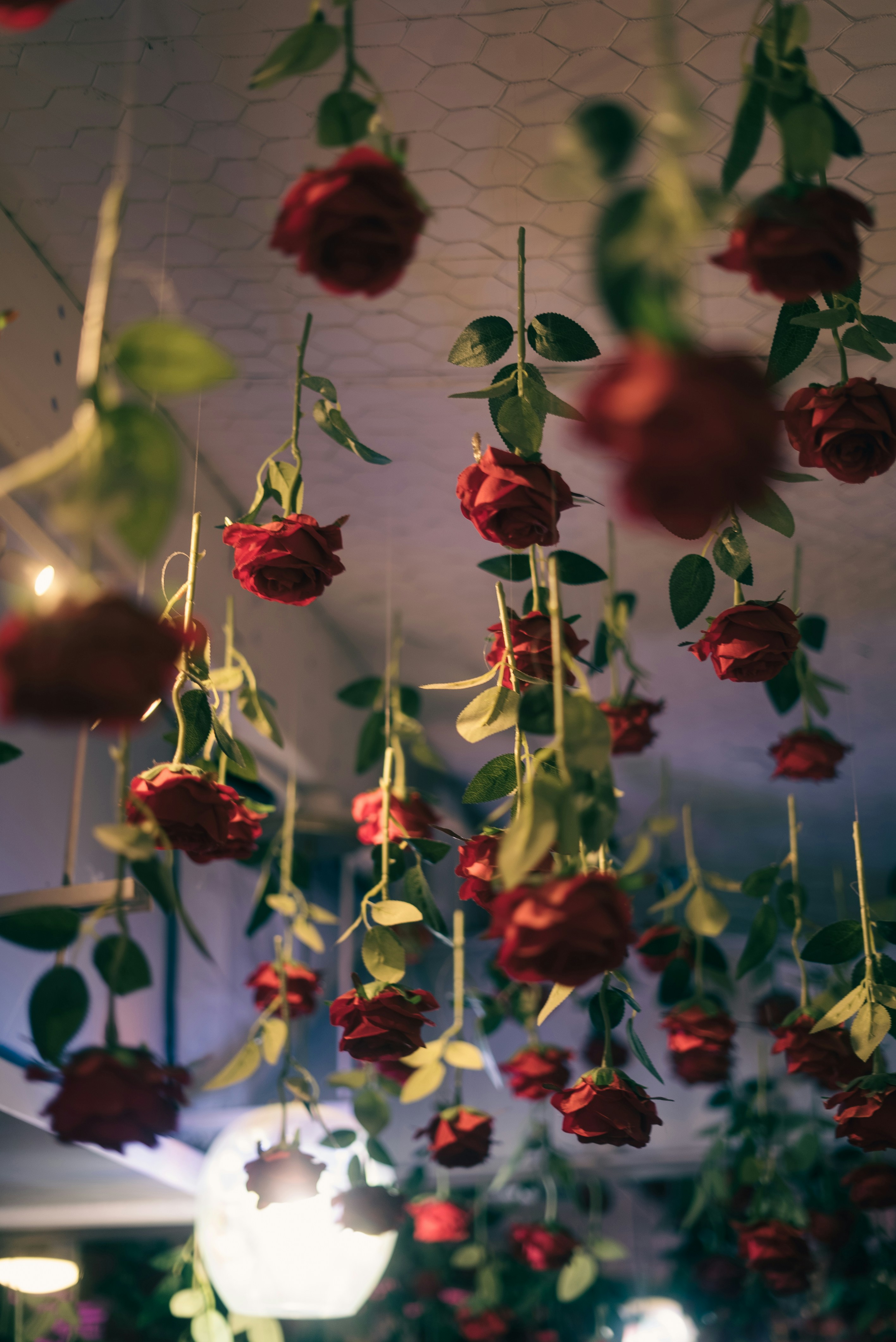 A bunch of red roses hanging from a ceiling photo – Free Flower Image ...
