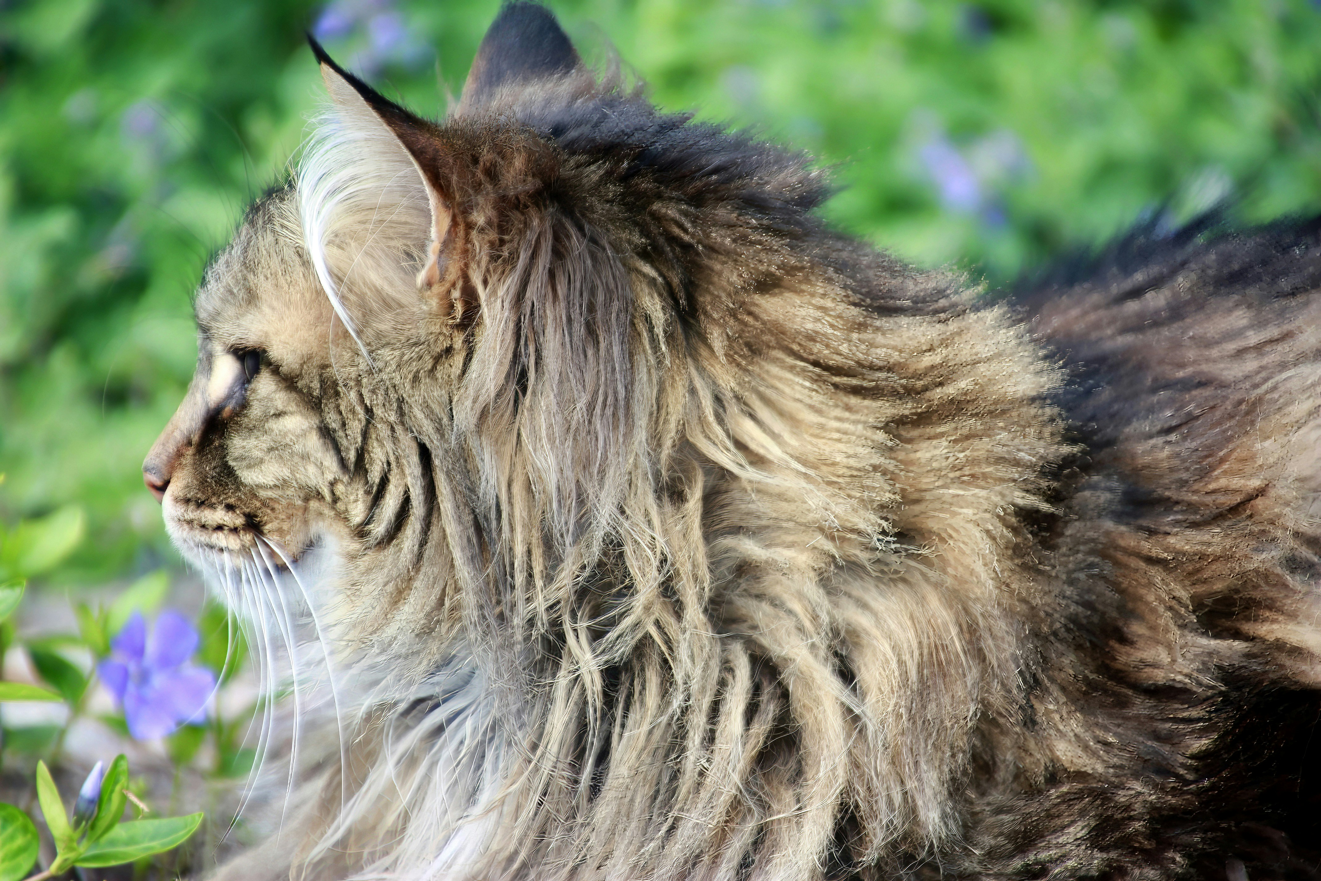 Whiskered Profile in a Garden: A Longhaired Cat among Violet Blooms