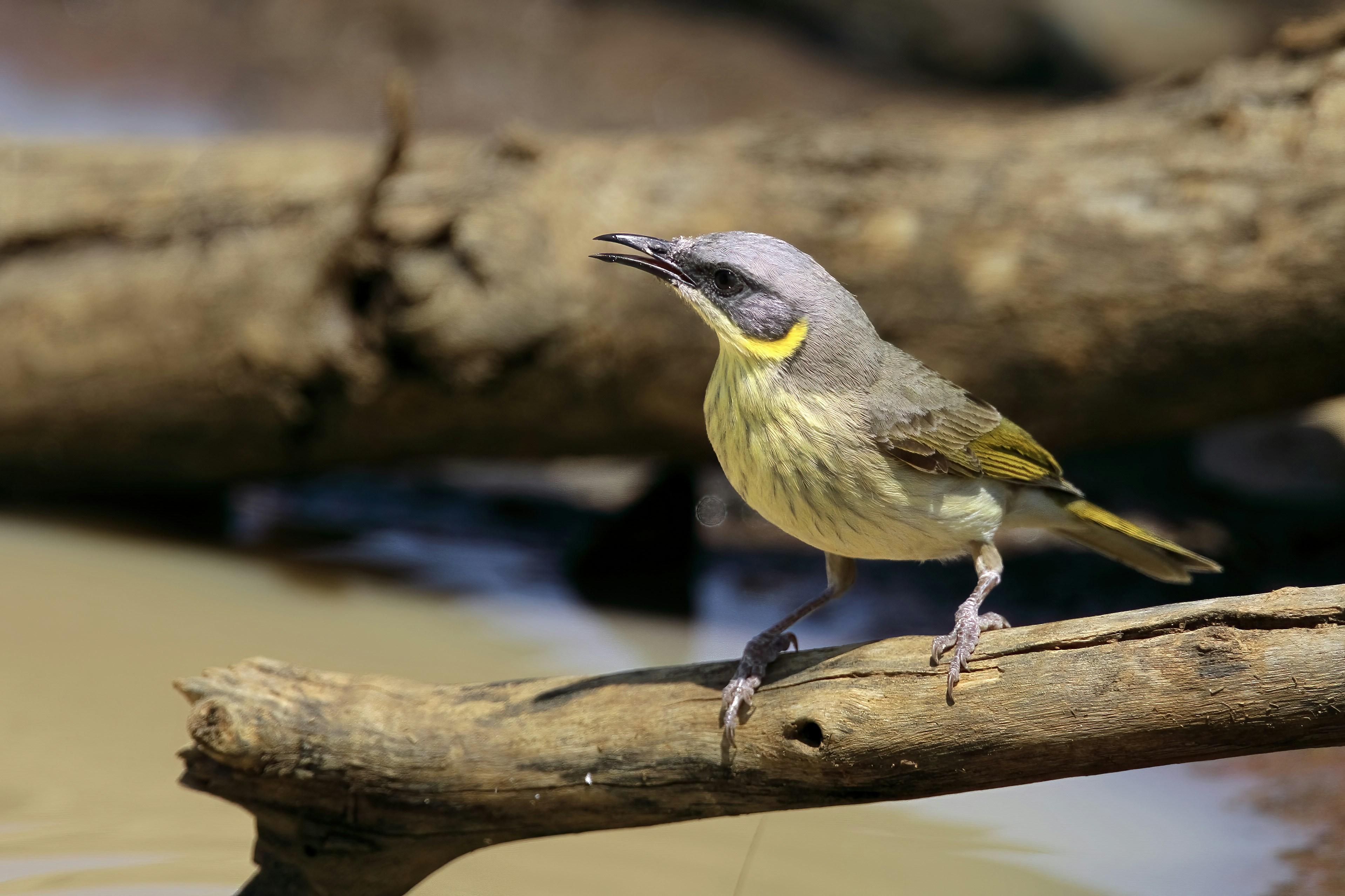 Grey-headed Honeyeater at waterholeChris Charles