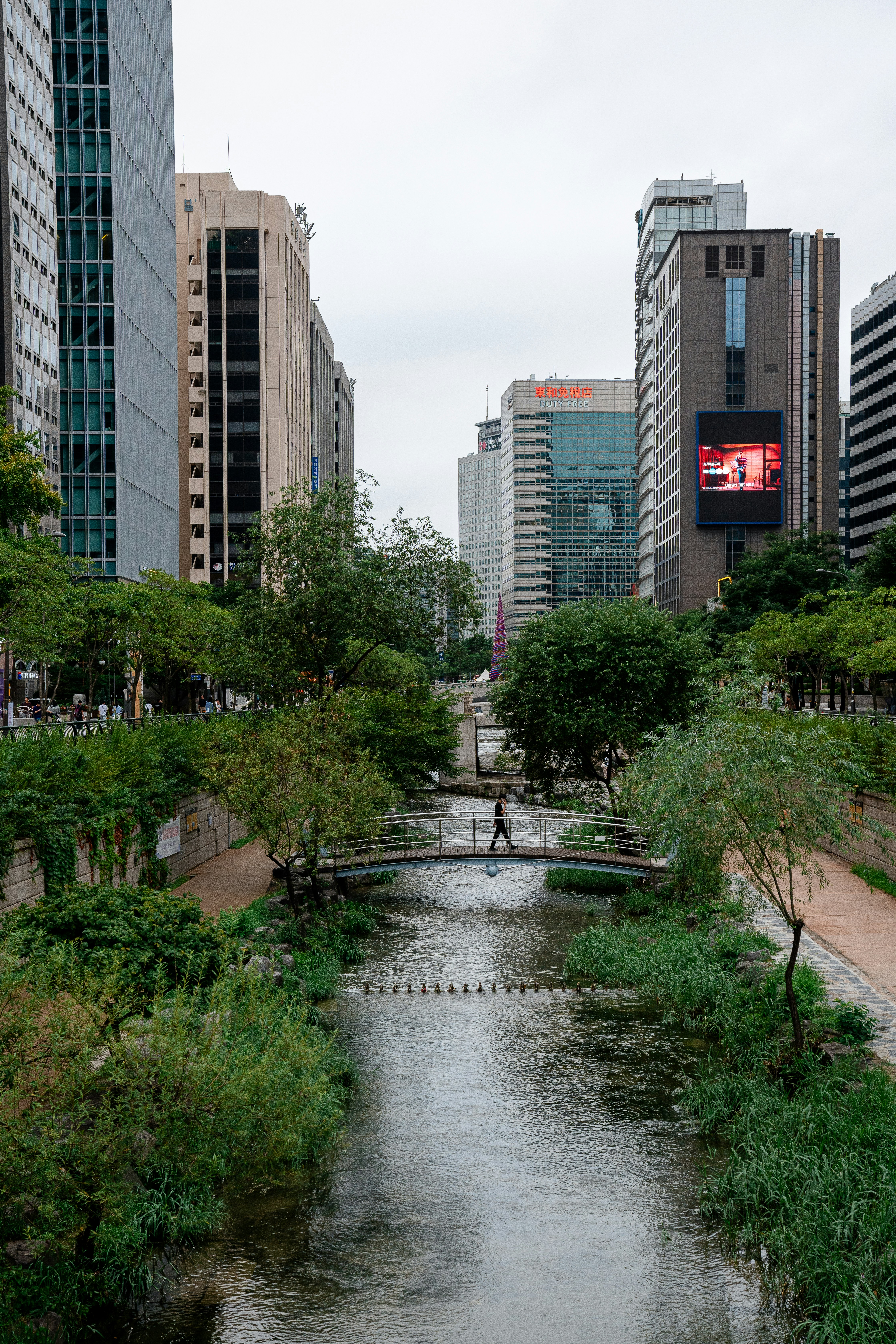 Bridge with Foliage: Pedestrian crosses the urban canal beneath glass towers