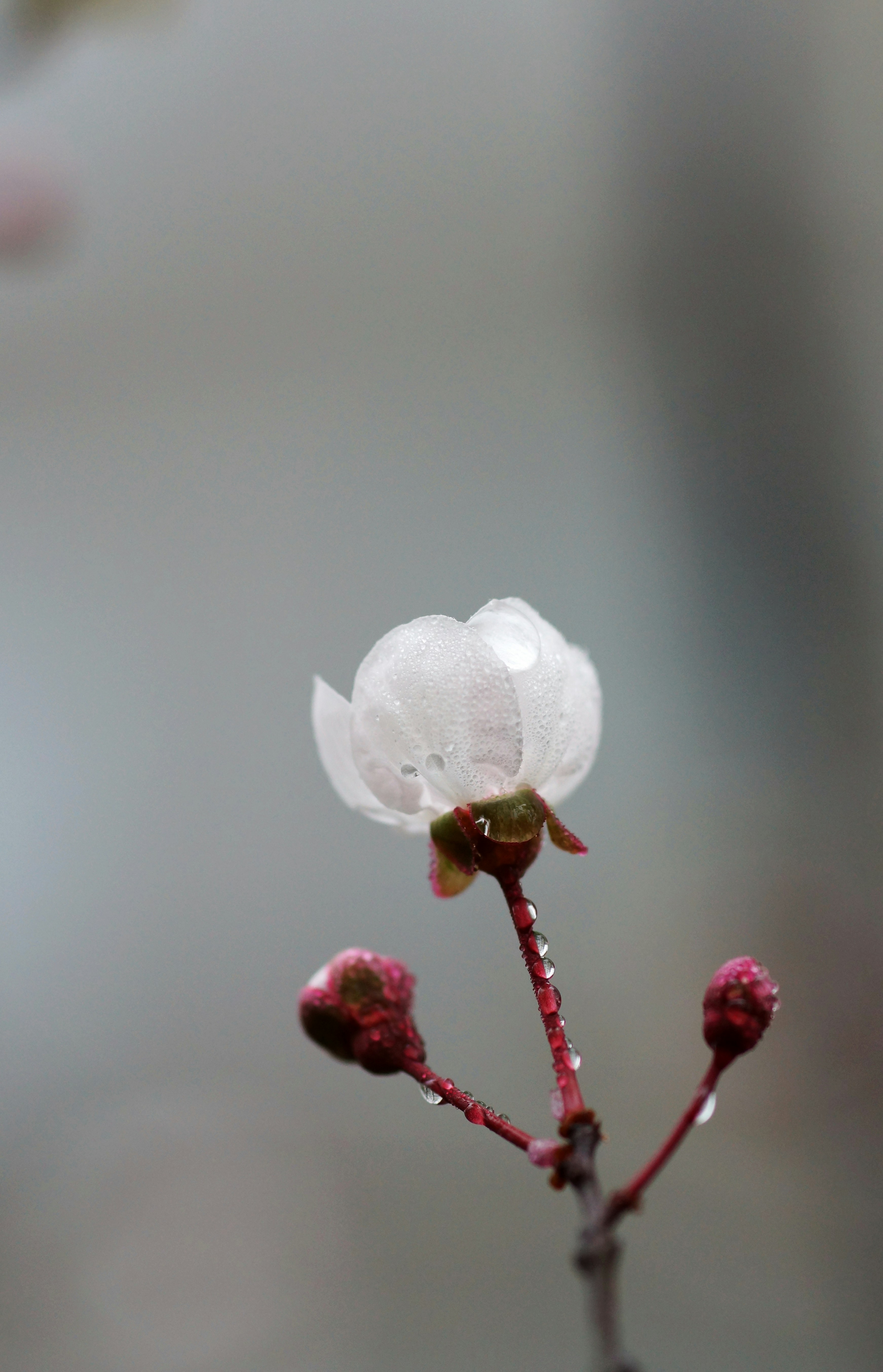 Dew-kissed White Blossom on a Crimson Stem