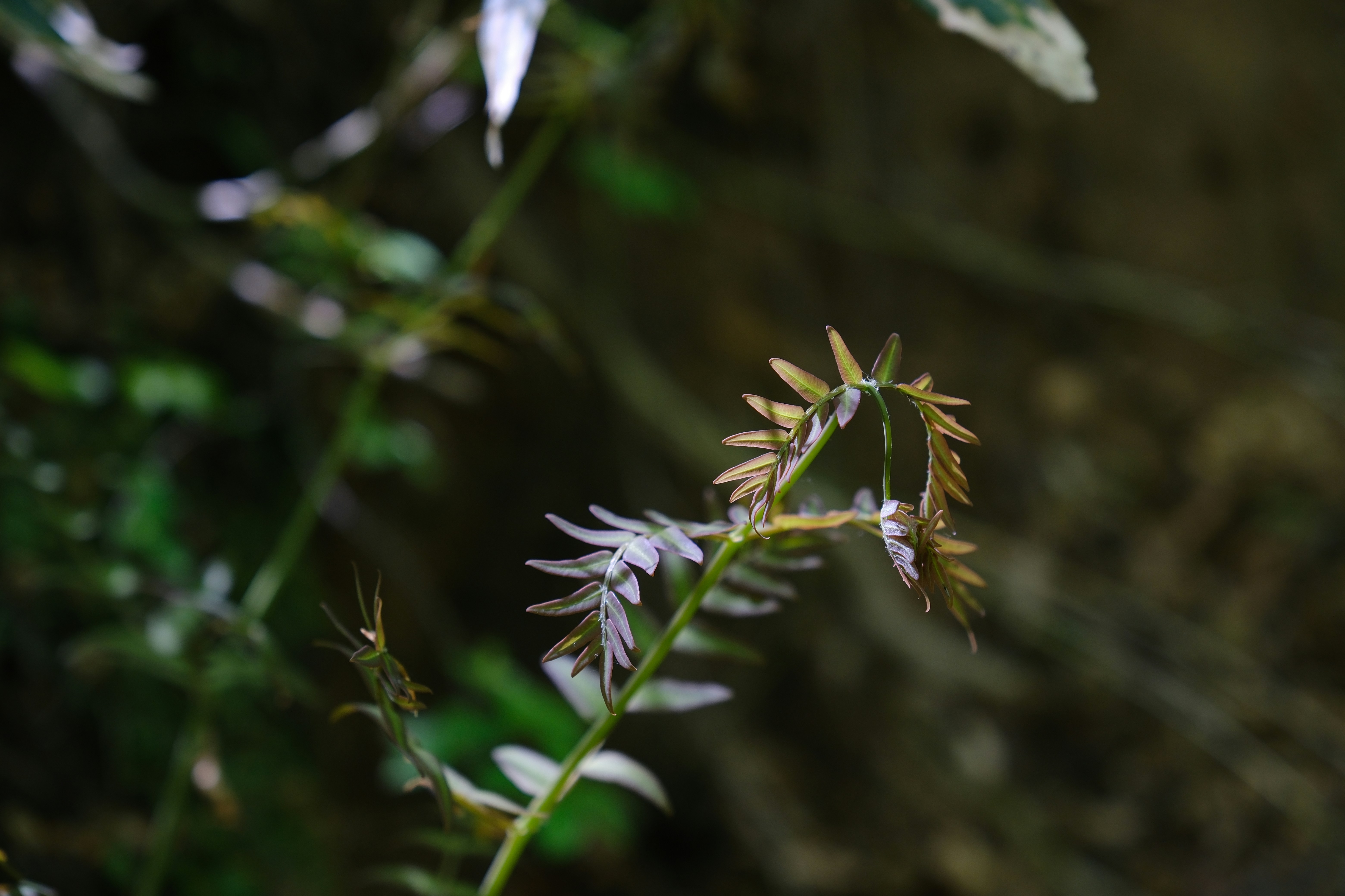 Diagonal Violet Sprigs: A Quiet Moment in Shadowed Green