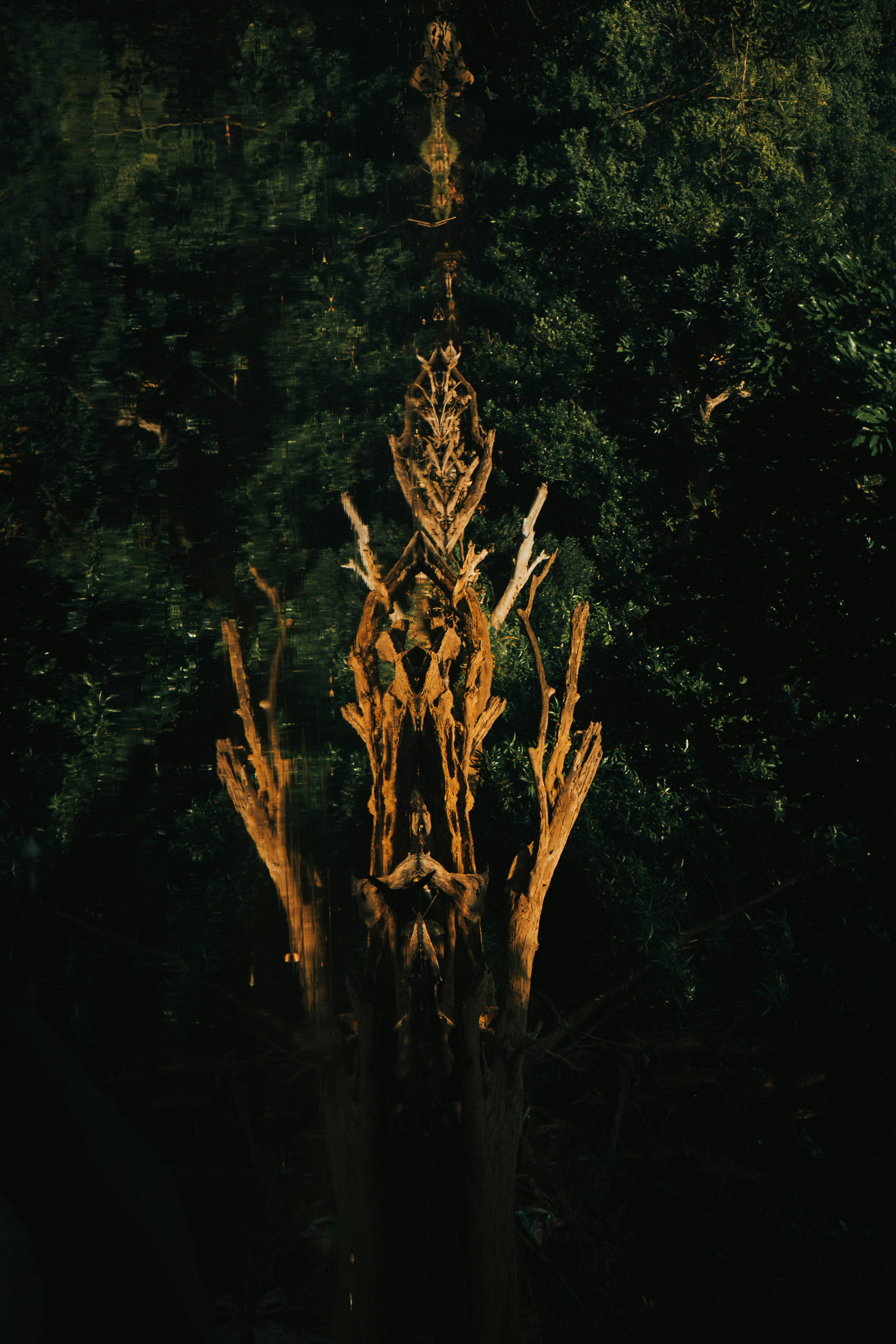 Gilded Crown Emerging from a Still Pond
