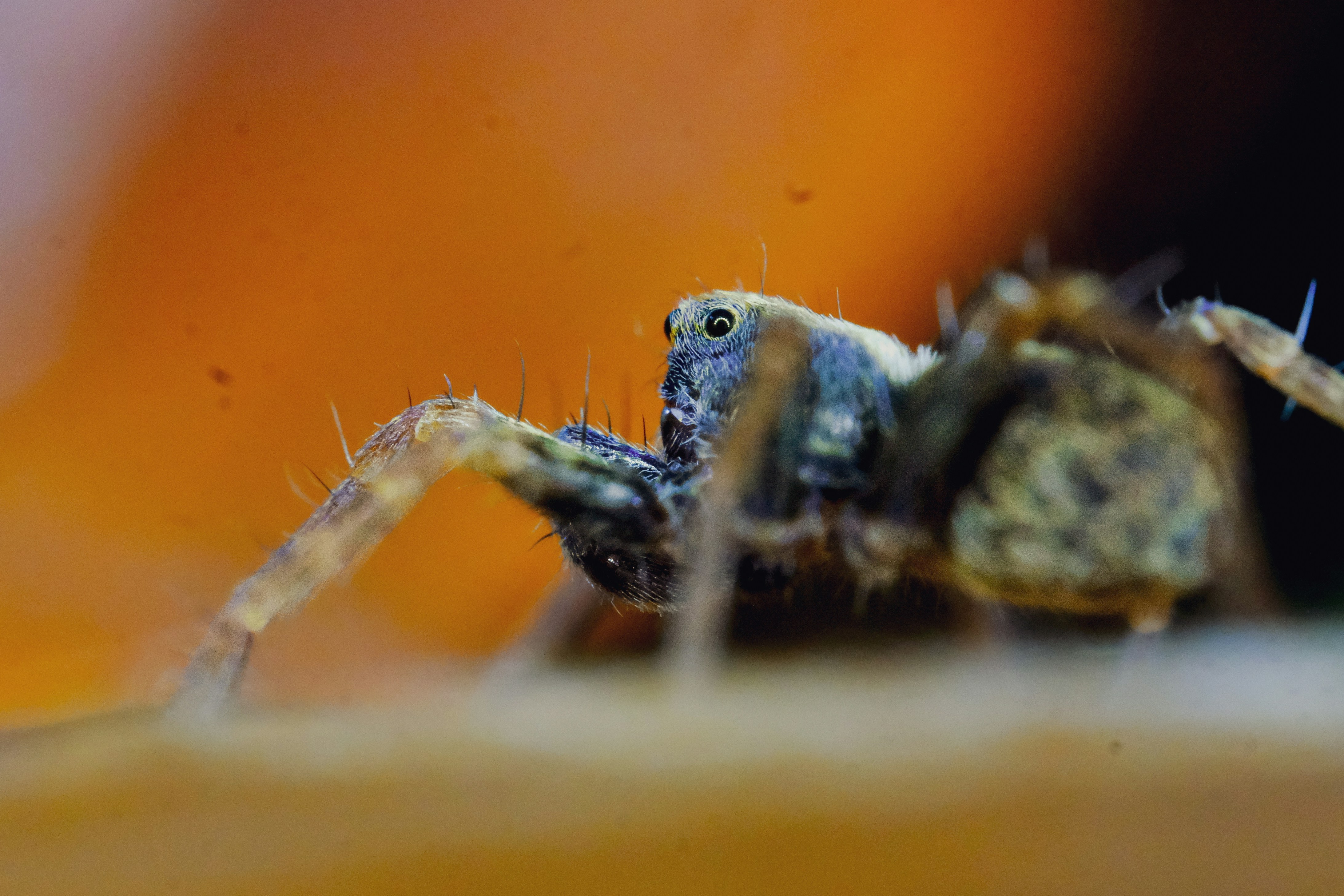 Amber Backdrop Macro: The Tiny Crustacean's Gaze
