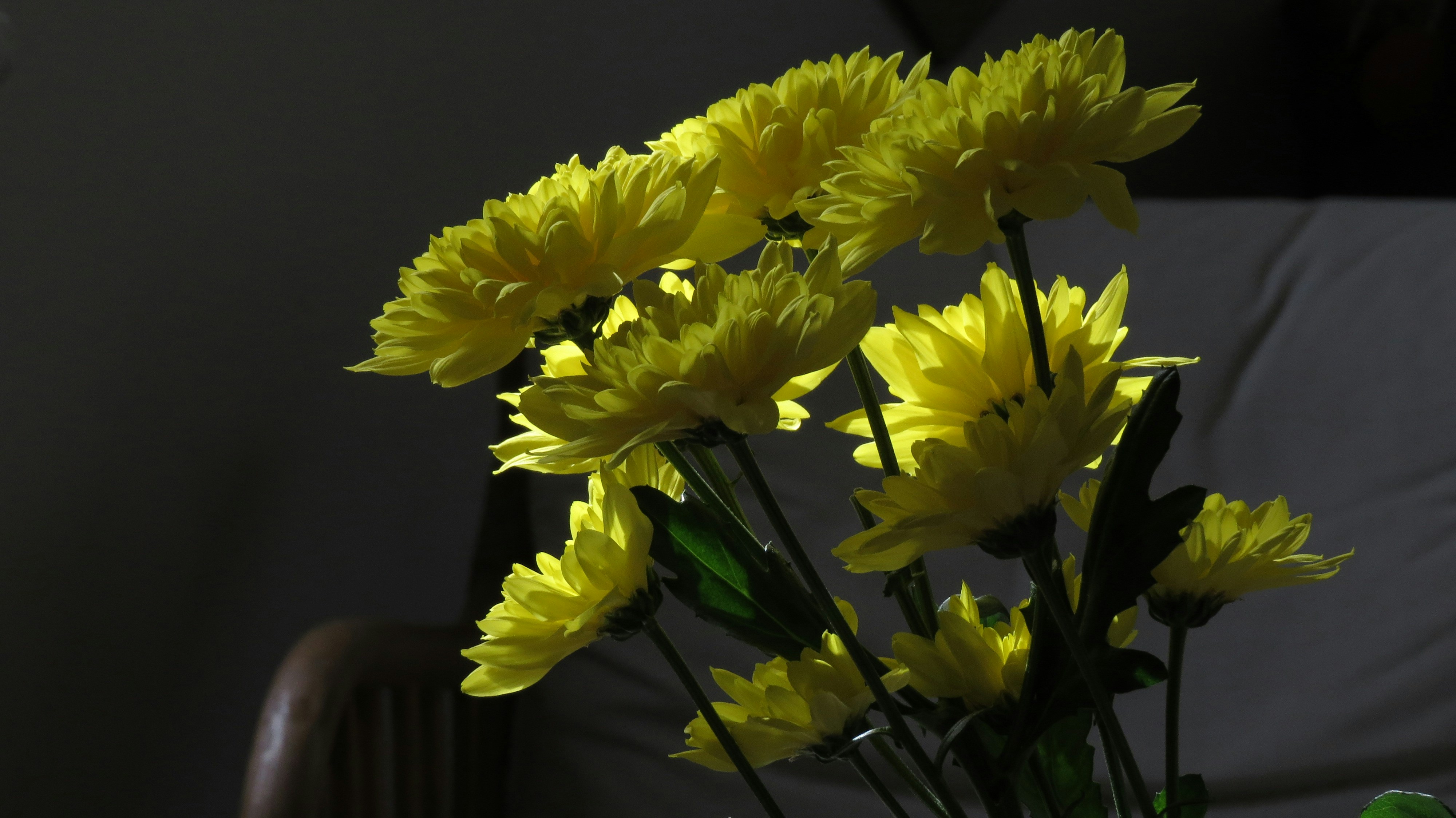 Sunlit Yellow Chrysanthemums Against Velvet Darkness